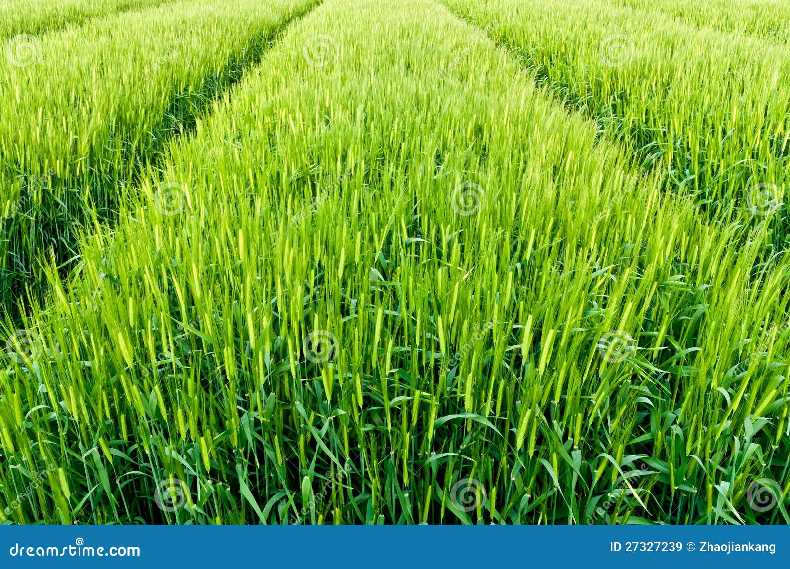 Wheat field stock image. Image of climate, arrangement - 27327239