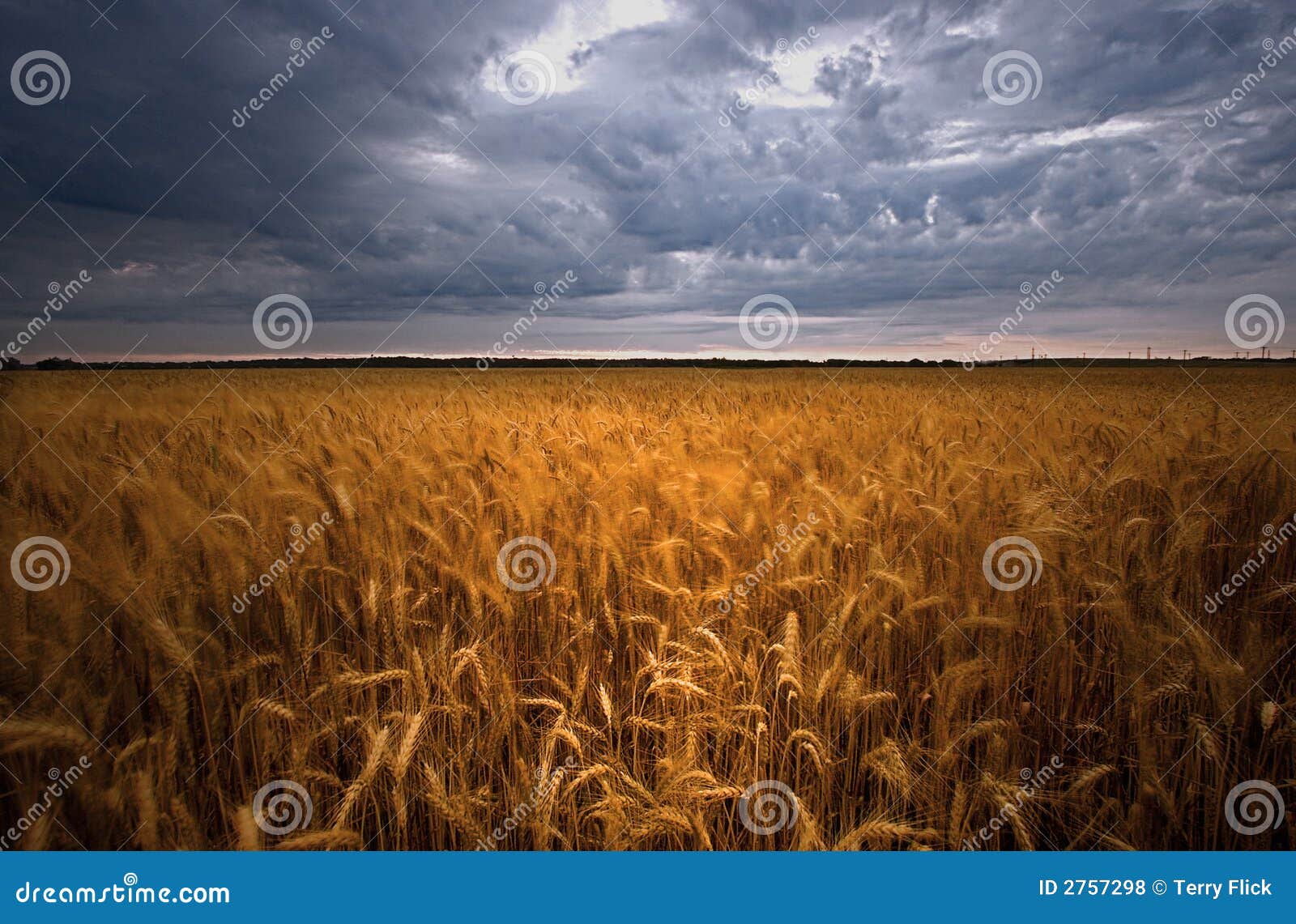 Wheat Field stock photo. Image of farmer, texas, landscape - 2757298