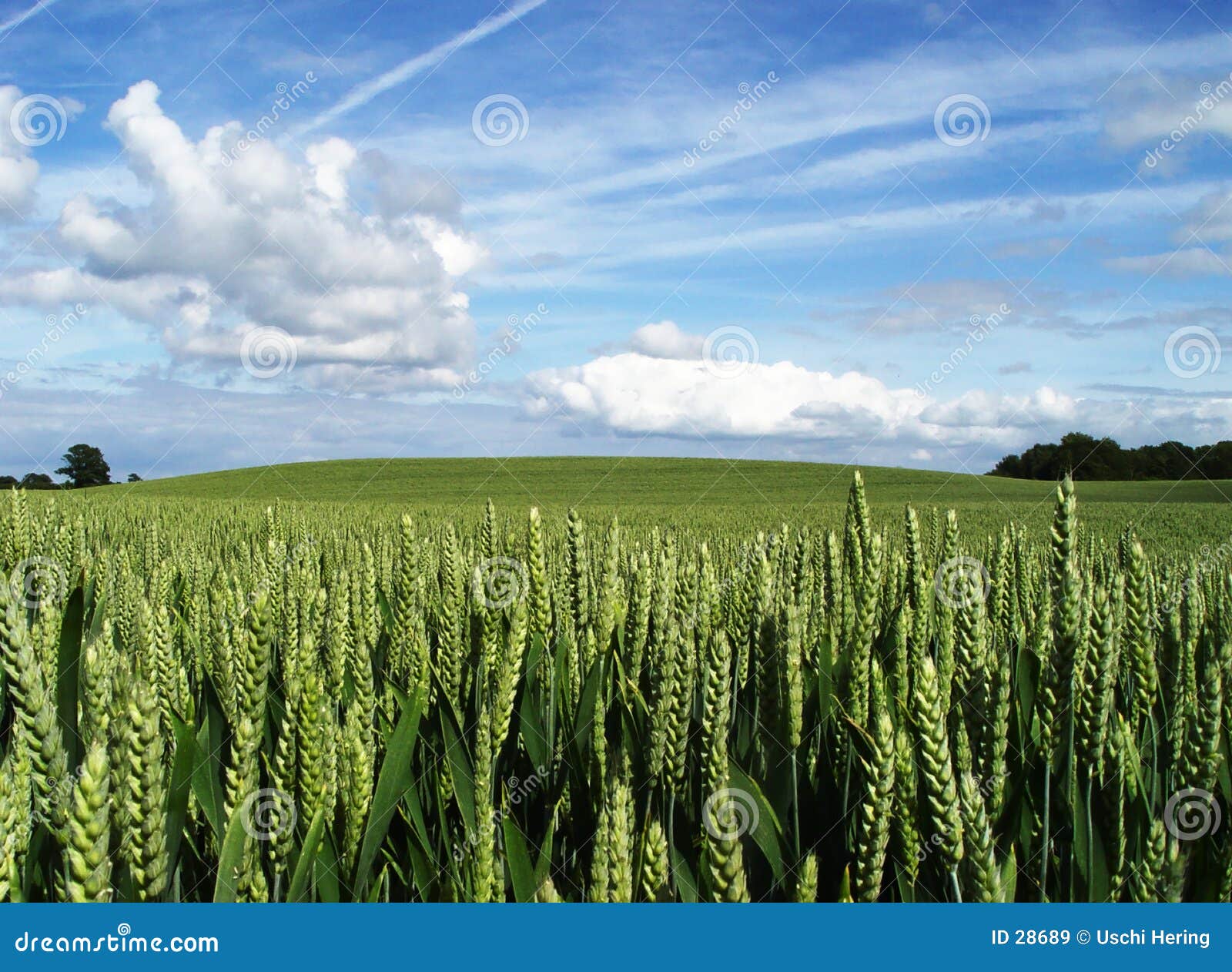 Wheat field stock image. Image of foreground, crops, nutrition - 28689