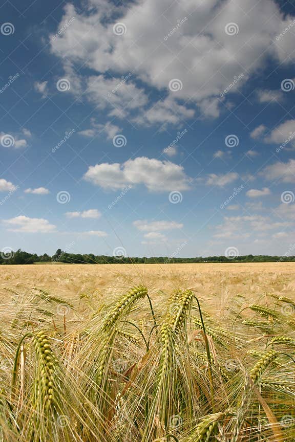 Wheat field stock photo. Image of rural, cropcircle, blue - 314434