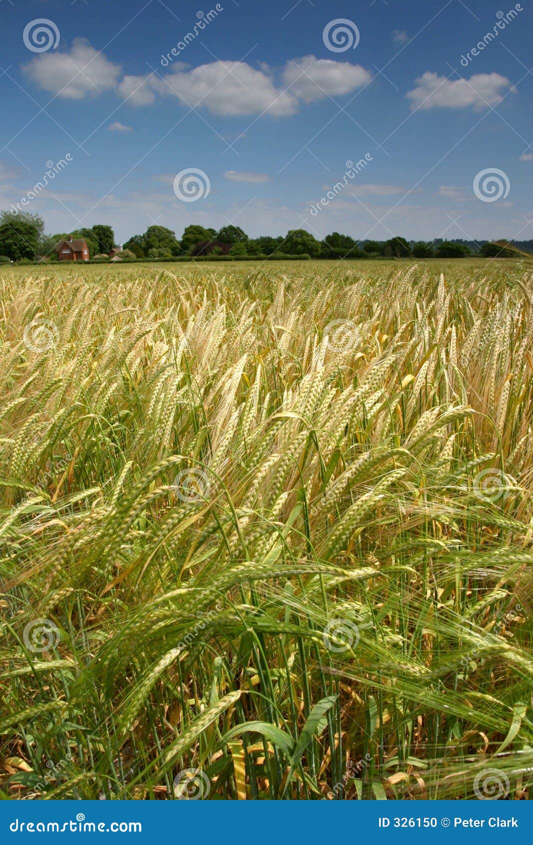 Wheat field stock photo. Image of bread, reap, cereal, seed - 326150
