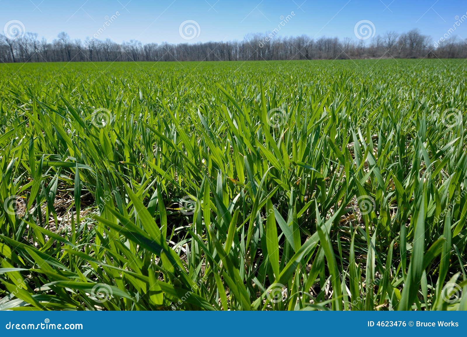 Wheat Field stock photo. Image of rural, ohio, wheat, field - 4623476