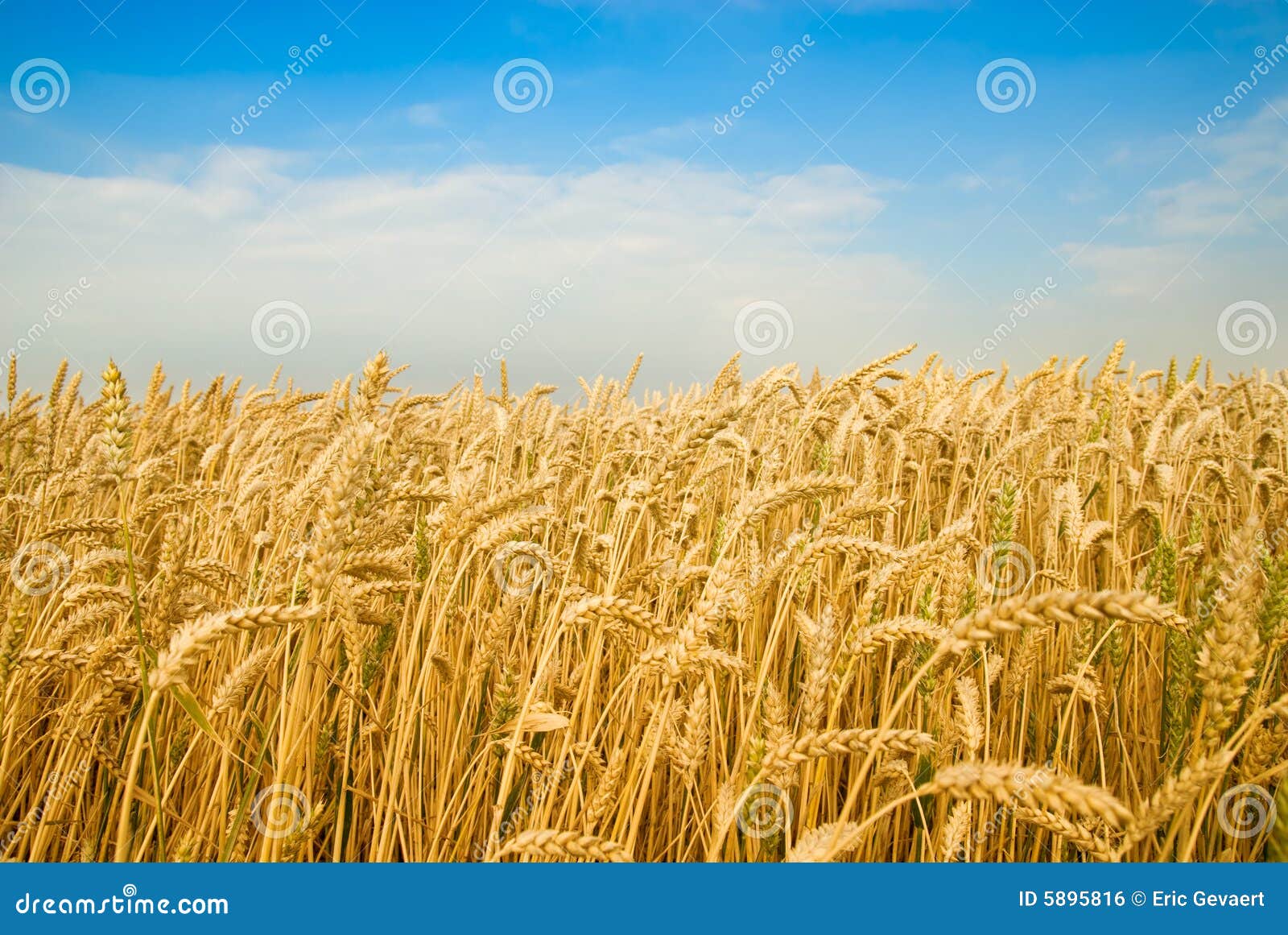 Wheat field stock photo. Image of cereals, crop, colorful - 5895816