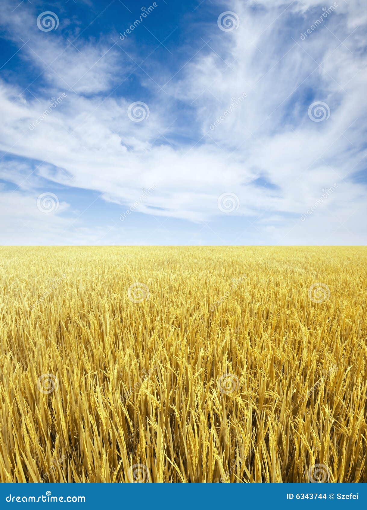 Wheat field stock photo. Image of grains, cultivate, background - 6343744