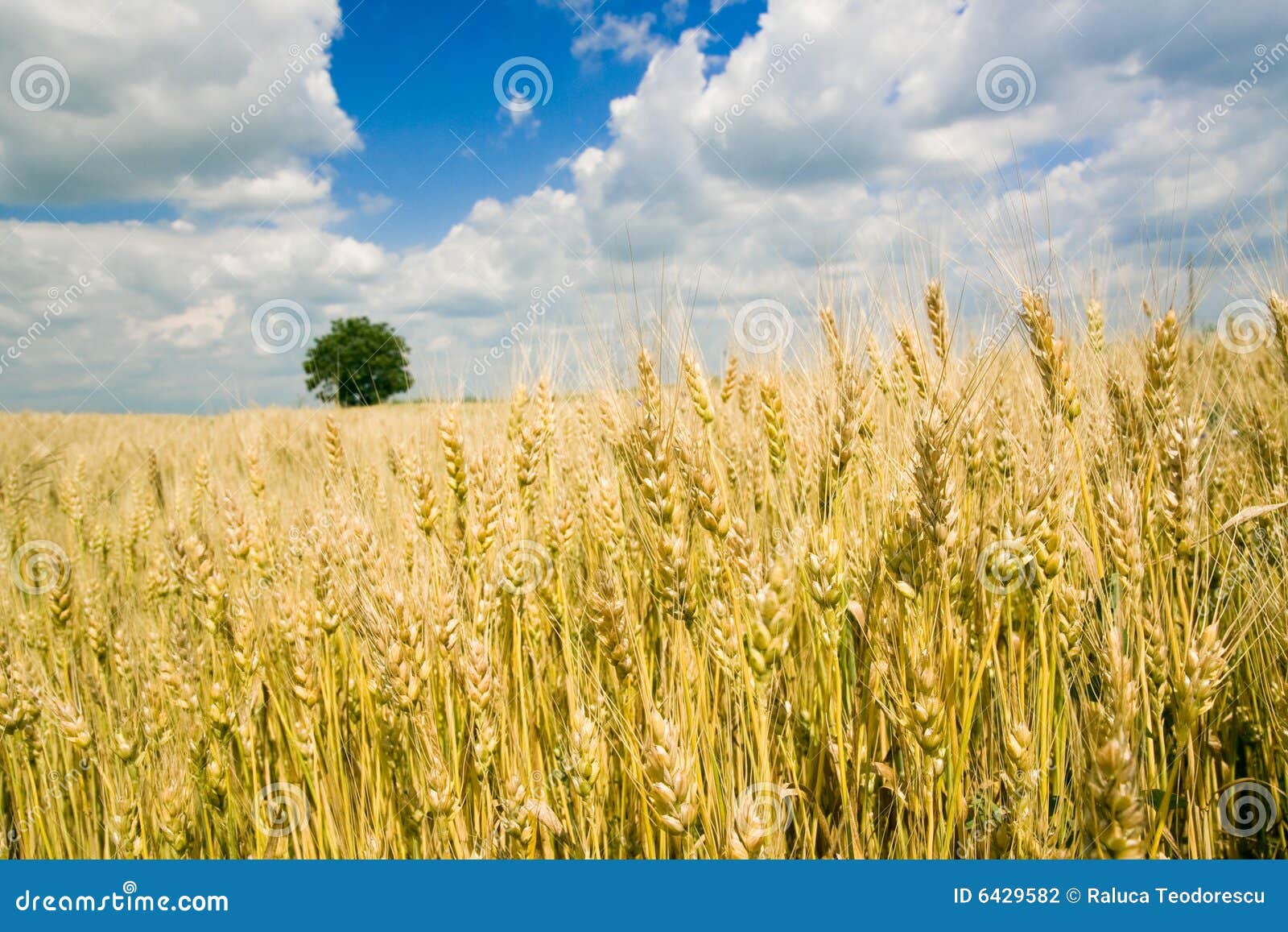 Wheat field stock photo. Image of land, harvest, gold - 6429582
