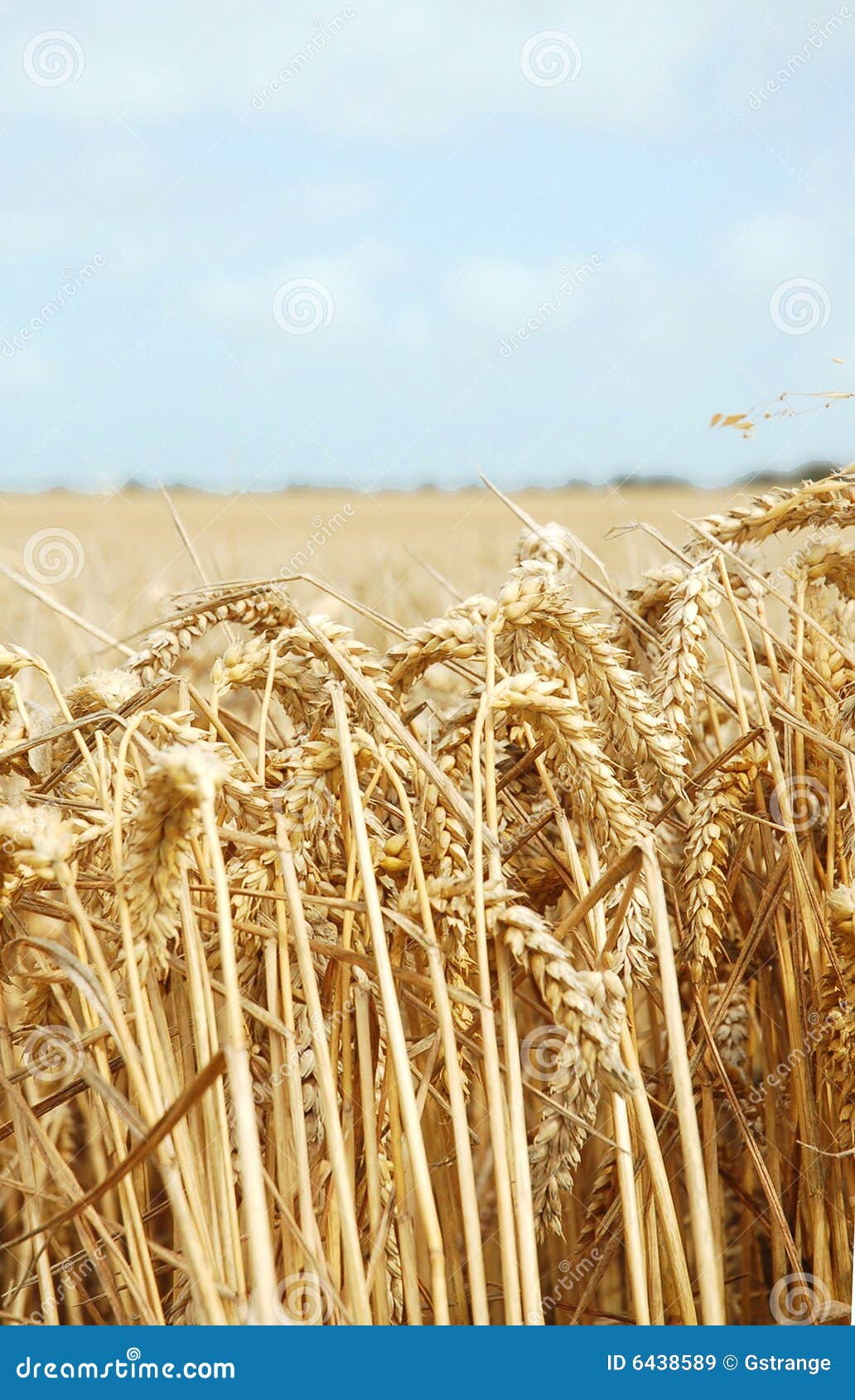 Wheat in field stock image. Image of rural, gluten, famine - 6438589