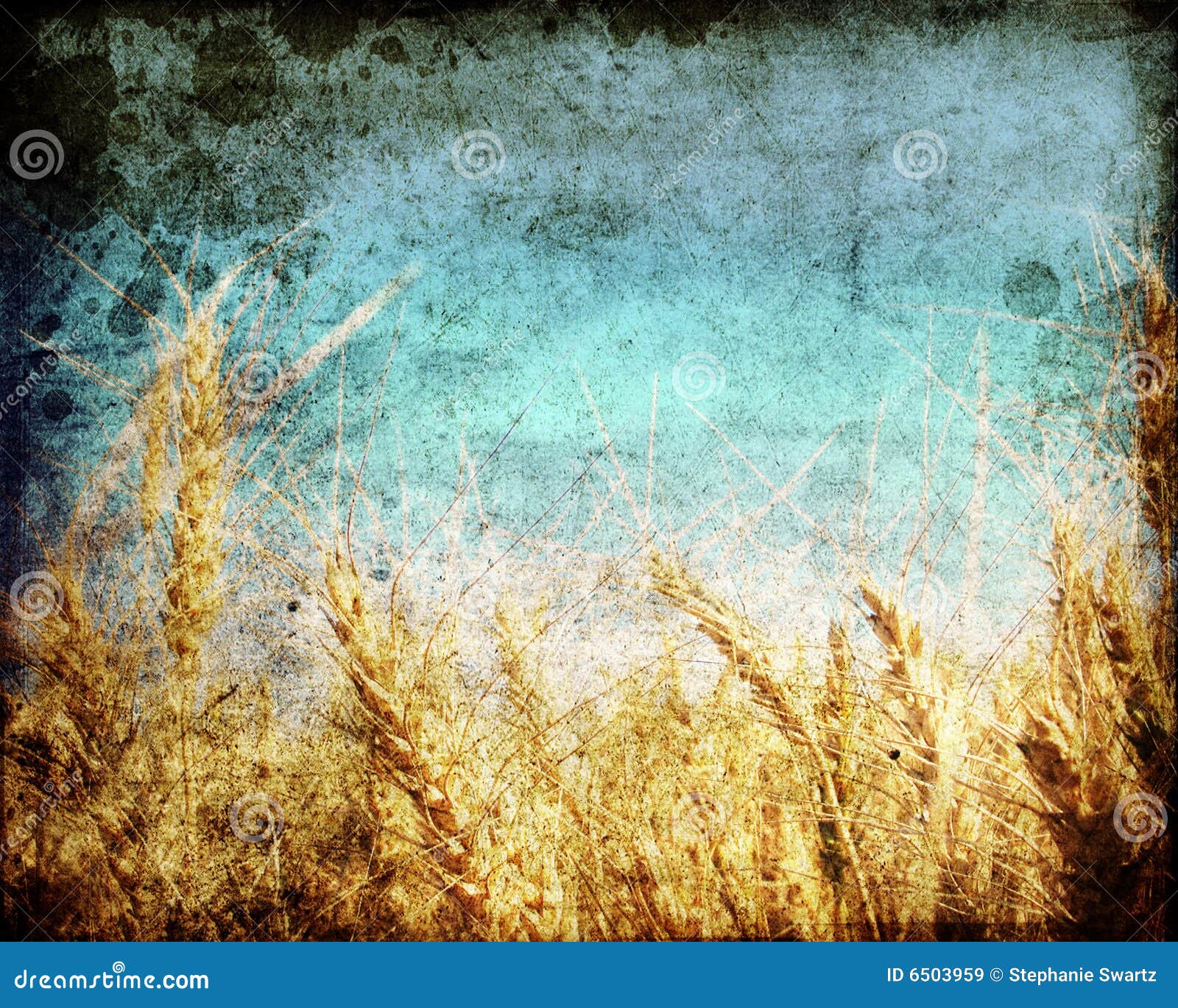 Wheat field stock illustration. Illustration of color - 6503959