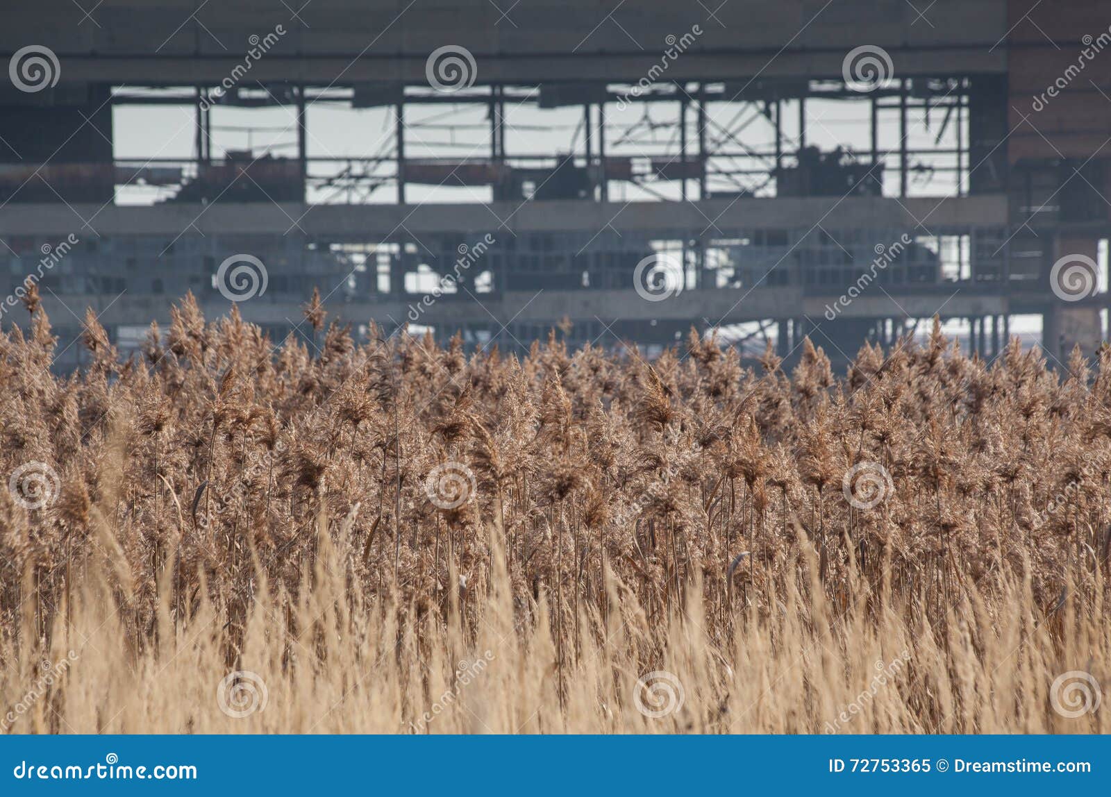 Wheat field stock image. Image of coal, cereal, field - 72753365