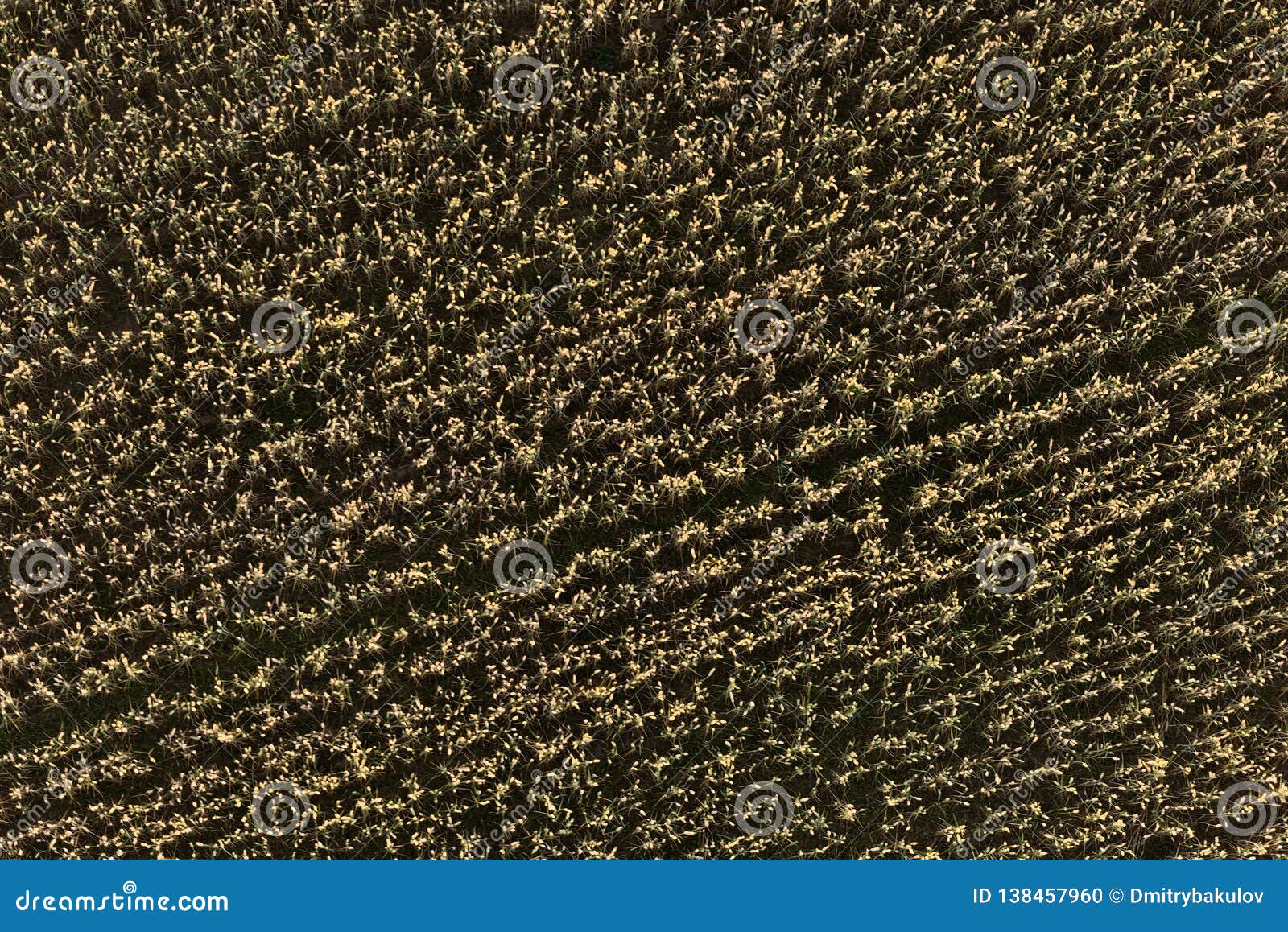Wheat Field from Above. Agricultural Texture Stock Photo - Image of ...