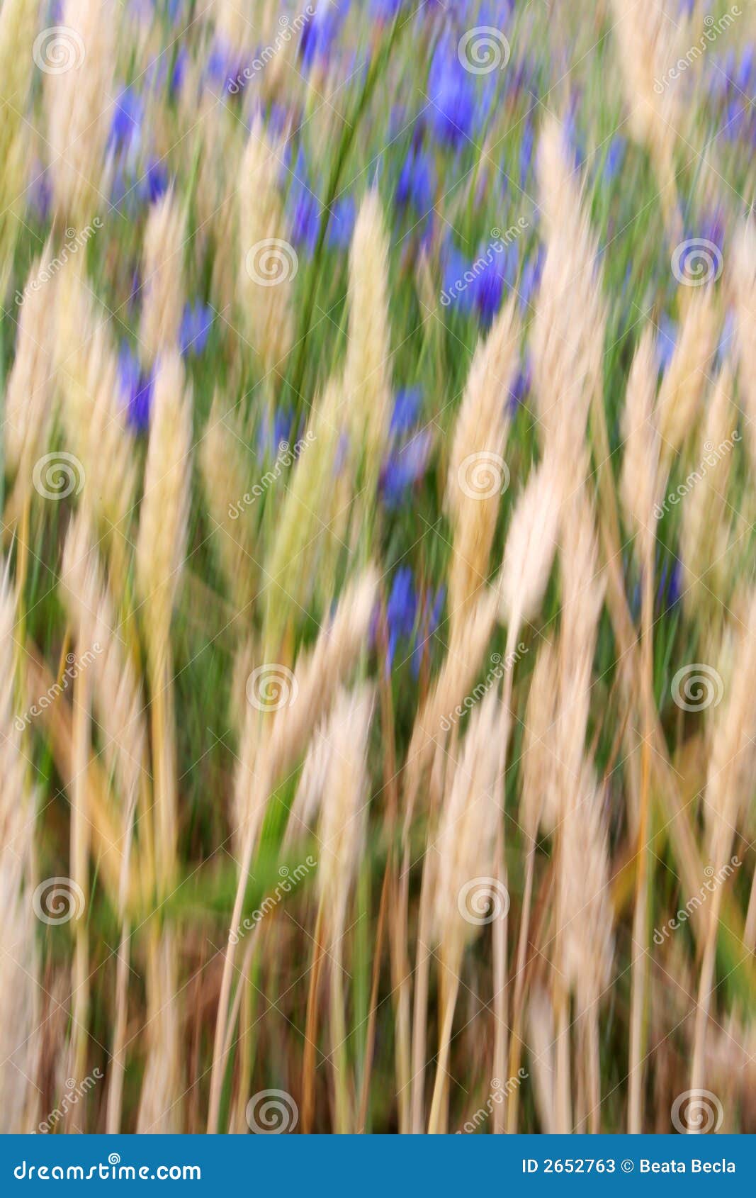 Wheat field abstract stock image. Image of background - 2652763