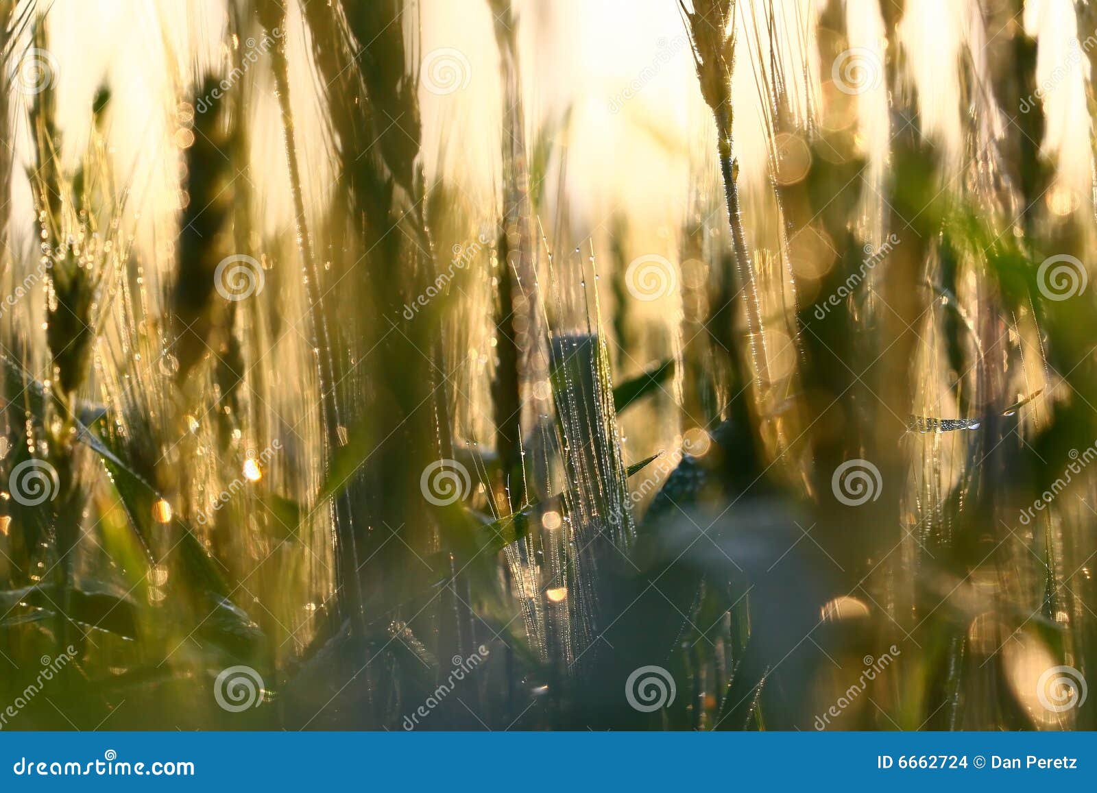 Wheat field abstract stock photo. Image of straw, farming - 6662724