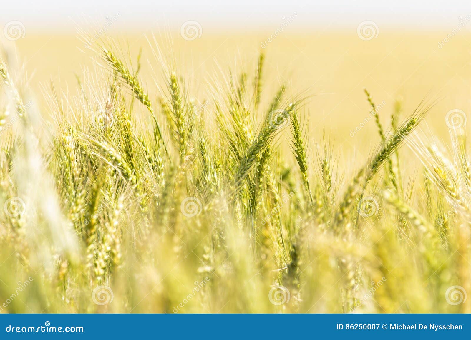 Wheat Field Abstract Background Stock Image - Image of africa ...
