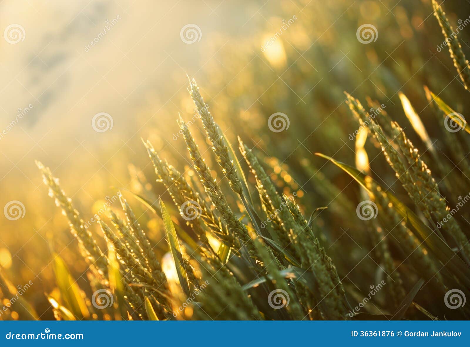 Wheat Field in the Afternoon Stock Photo - Image of defocused ...
