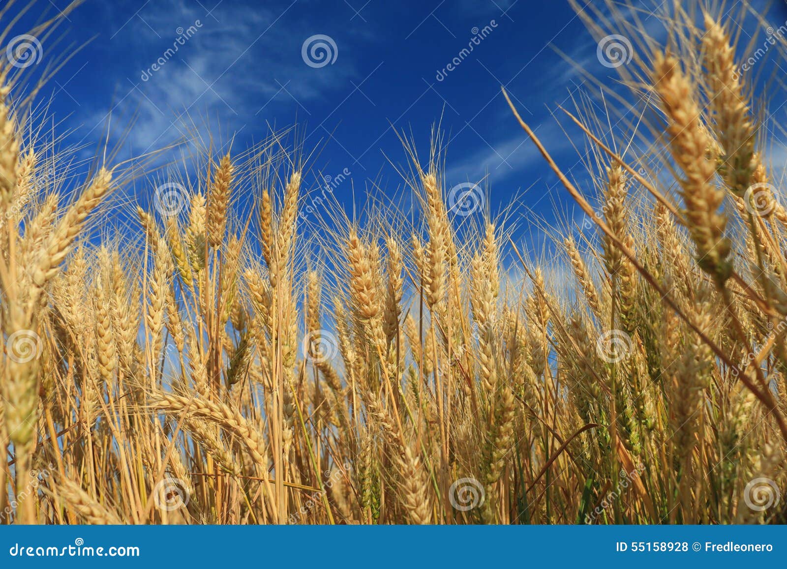 Wheat field stock photo. Image of cloudscape, bright - 55158928