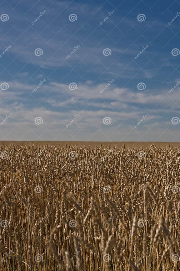Wheat field in Alberta stock photo. Image of prairie - 12718258