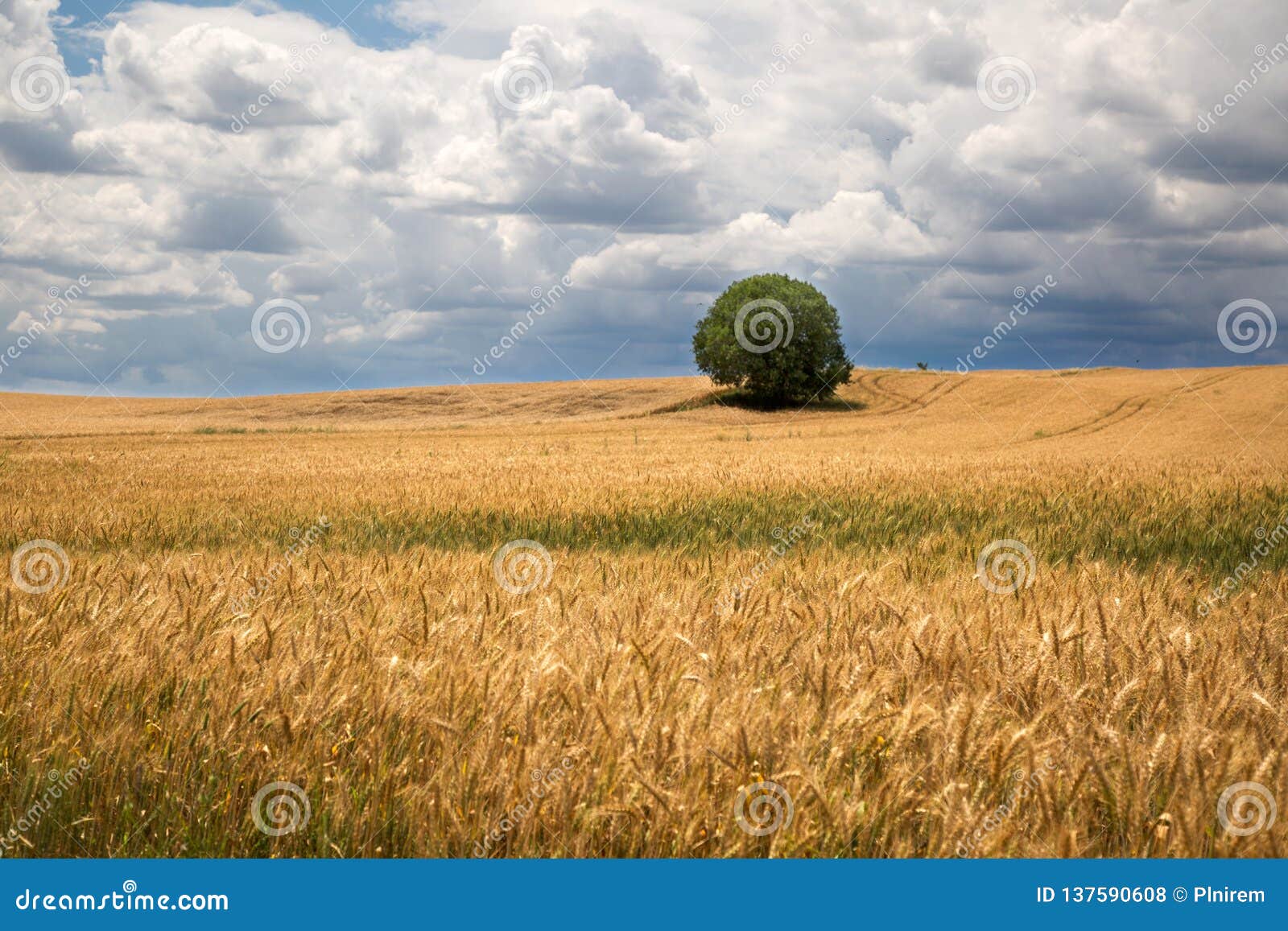 Wheat field and alone tree stock photo. Image of clouds - 137590608