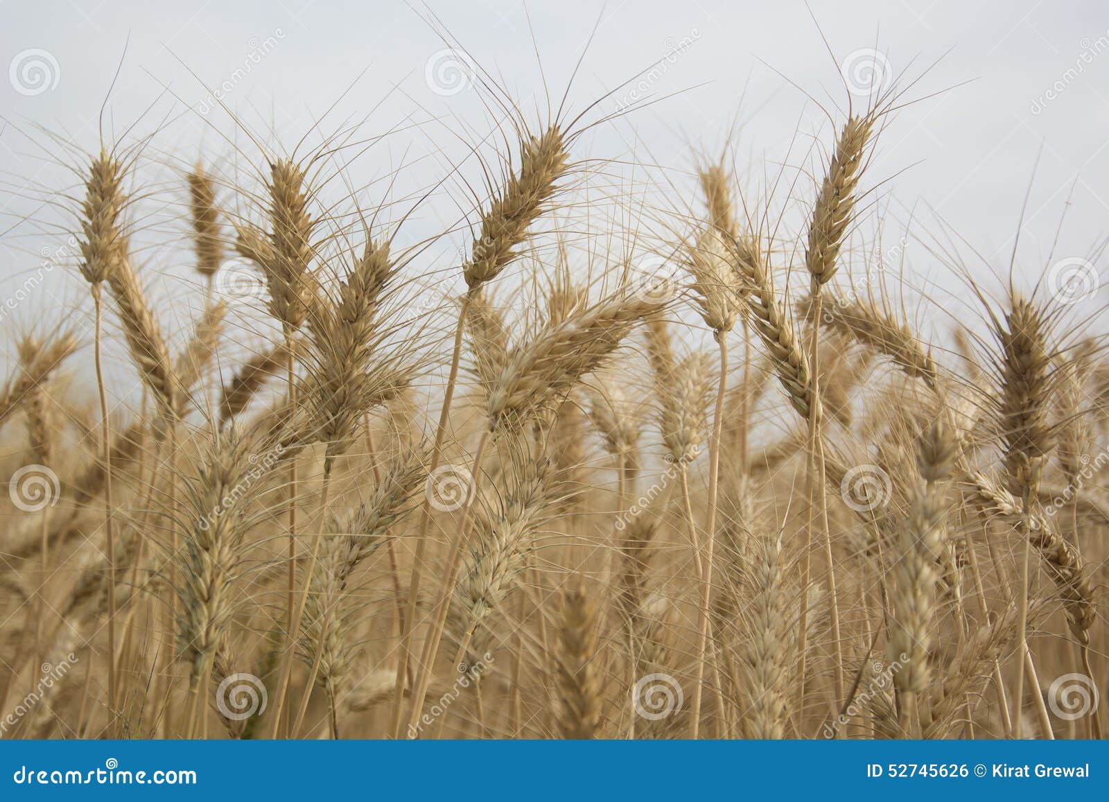 Wheat Field stock photo. Image of grow, india, organic - 52745626