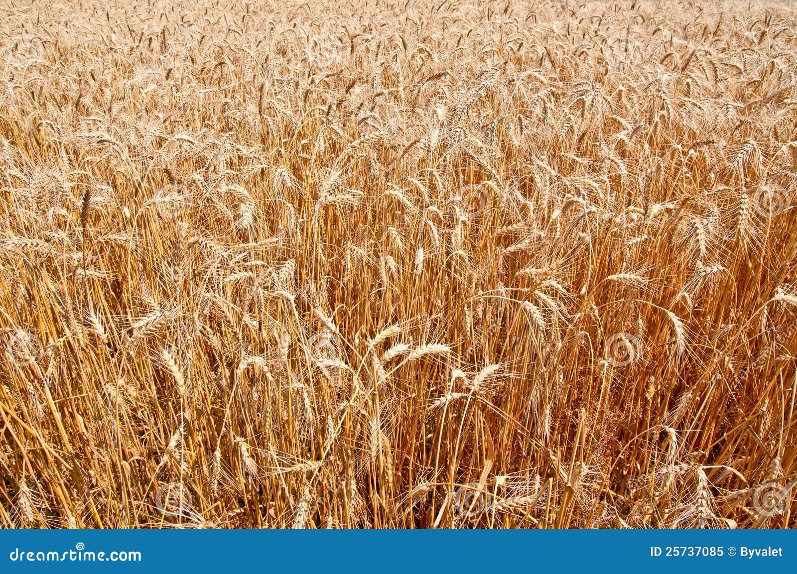 Wheat Field As a Background Stock Image - Image of summer, farm: 25737085