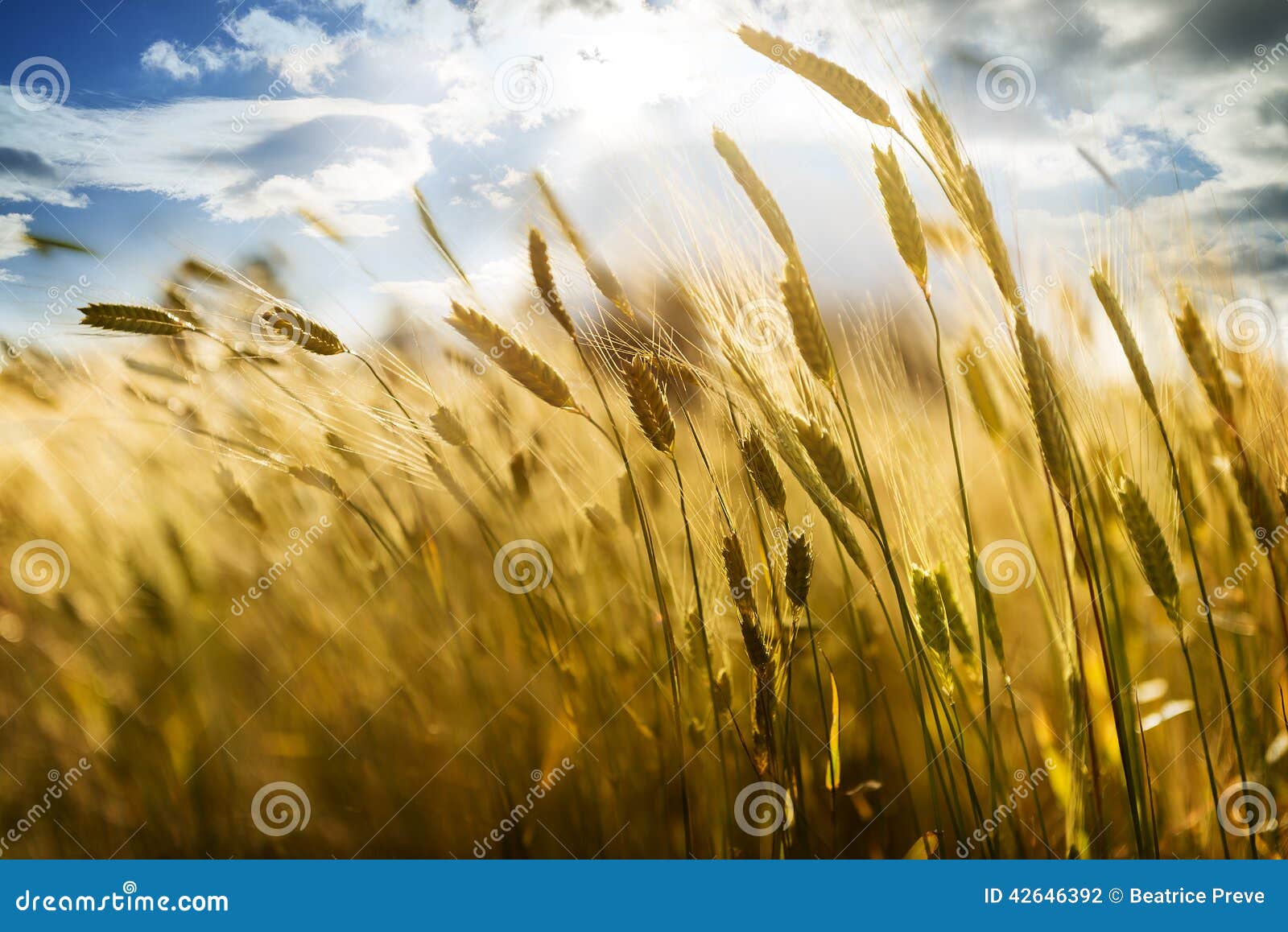 Wheat field stock photo. Image of golden, nature, objects - 42646392