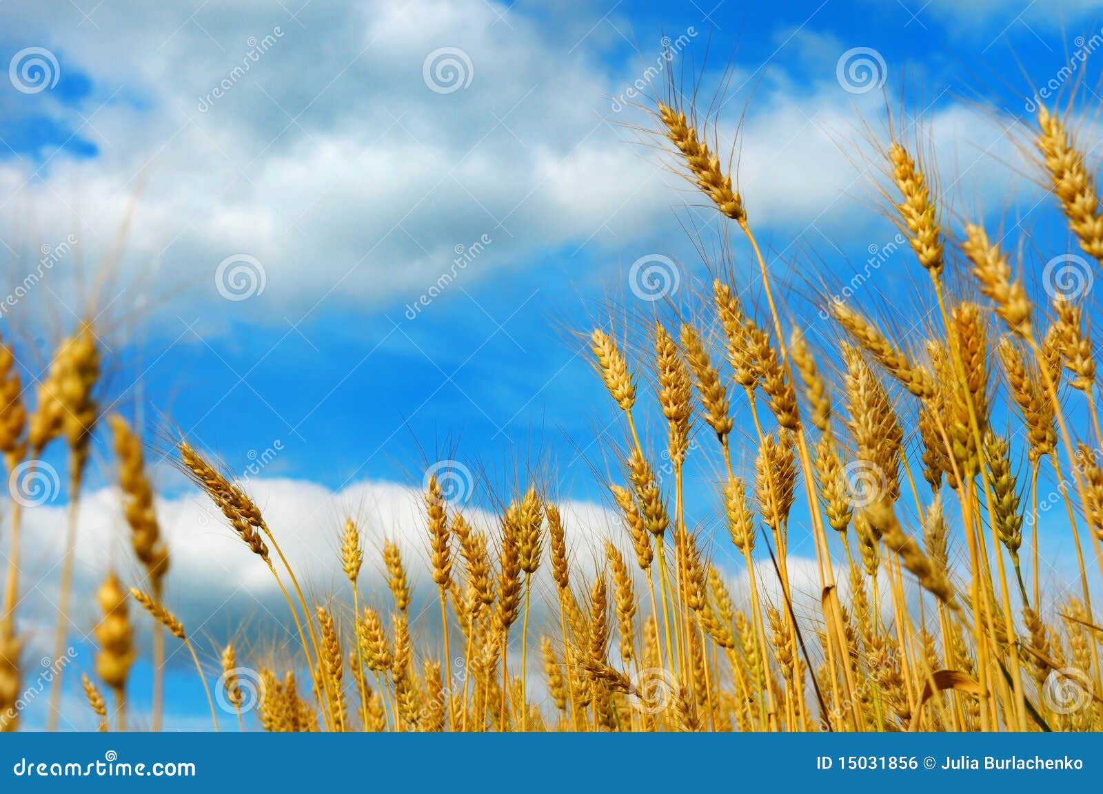 Wheat field background stock photo. Image of background - 15031856