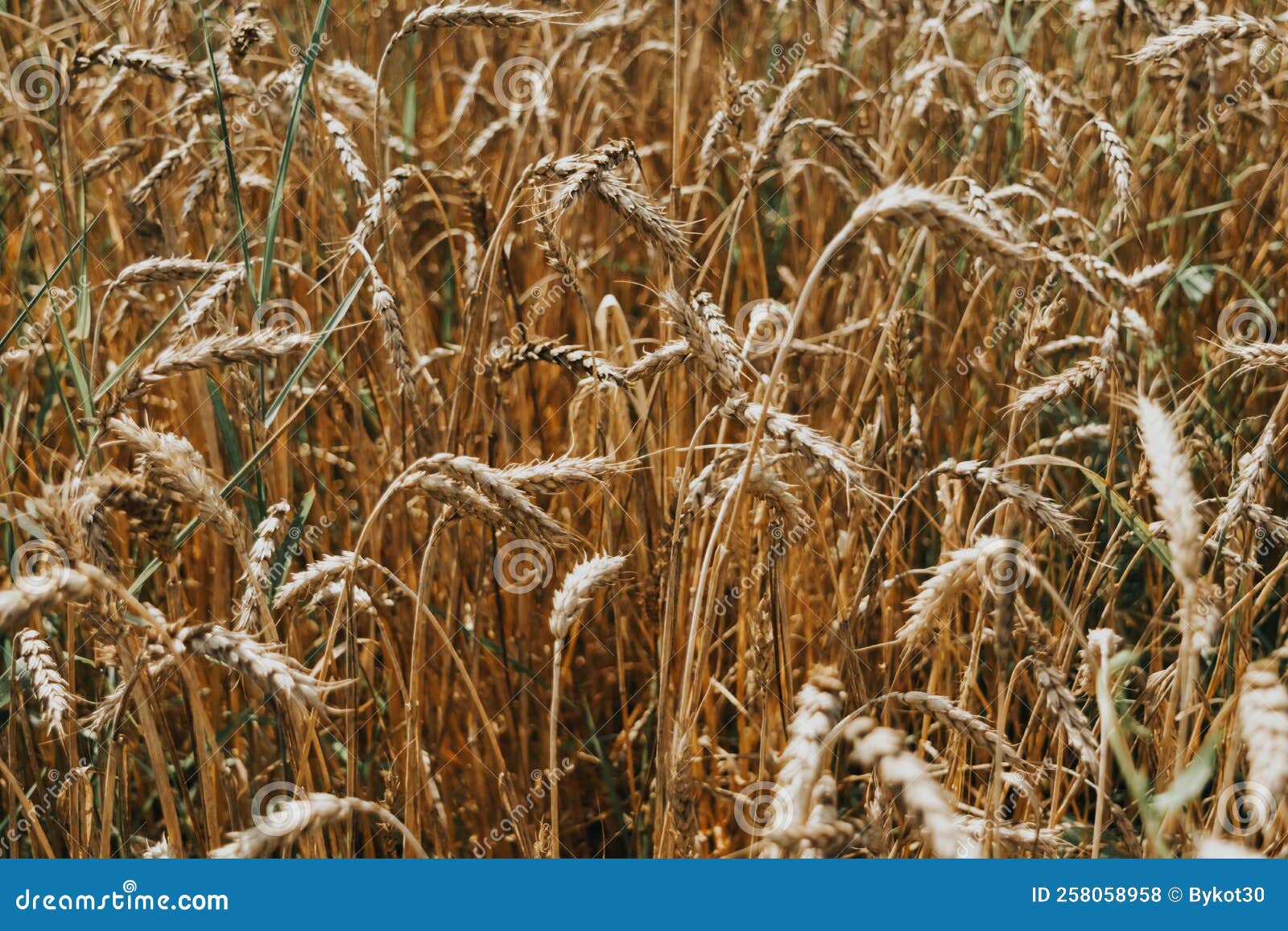 Wheat Field Background. Harvesting. Agriculture Stock Photo - Image of ... Wheat Field Background. Harvesting. Agriculture Stock Photo - Image of ...