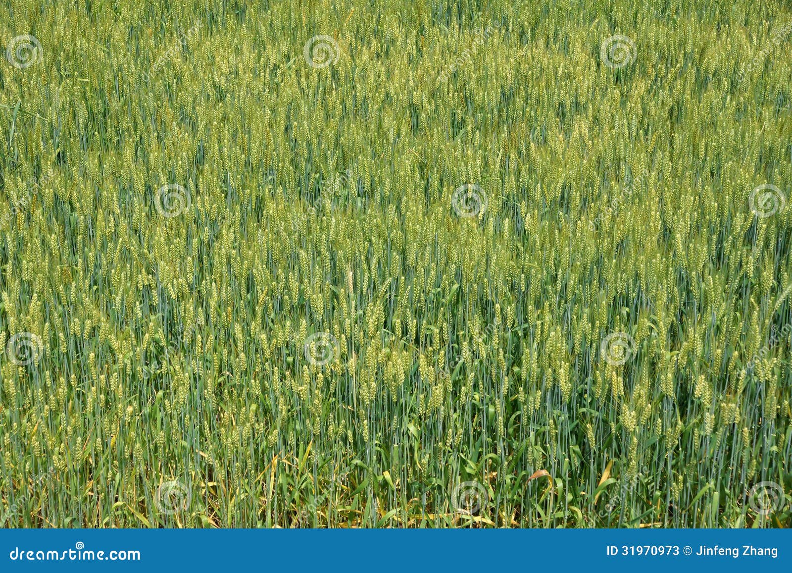 Wheat field stock image. Image of food, foodstuff, backgrounds - 31970973