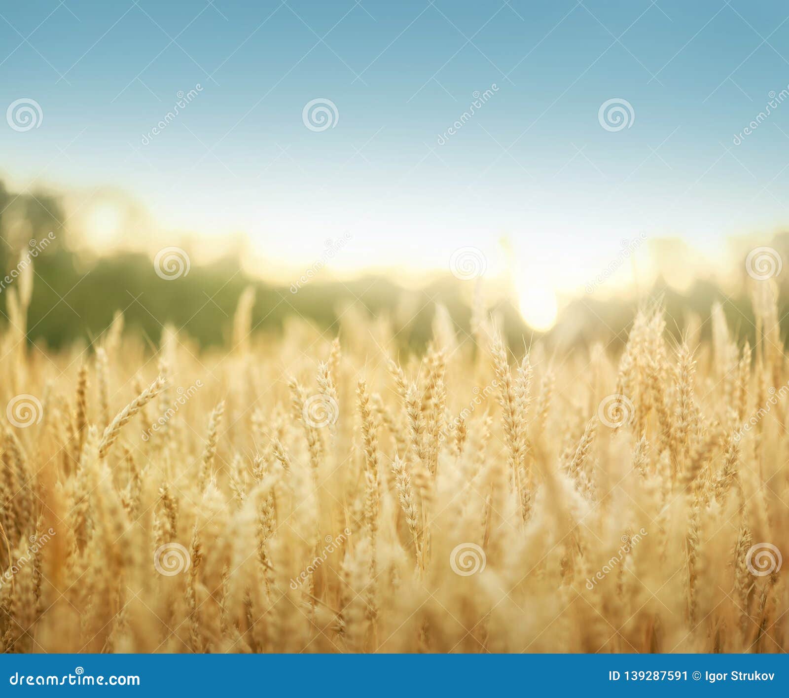 Wheat field background stock image. Image of wheat, ingredient - 139287591