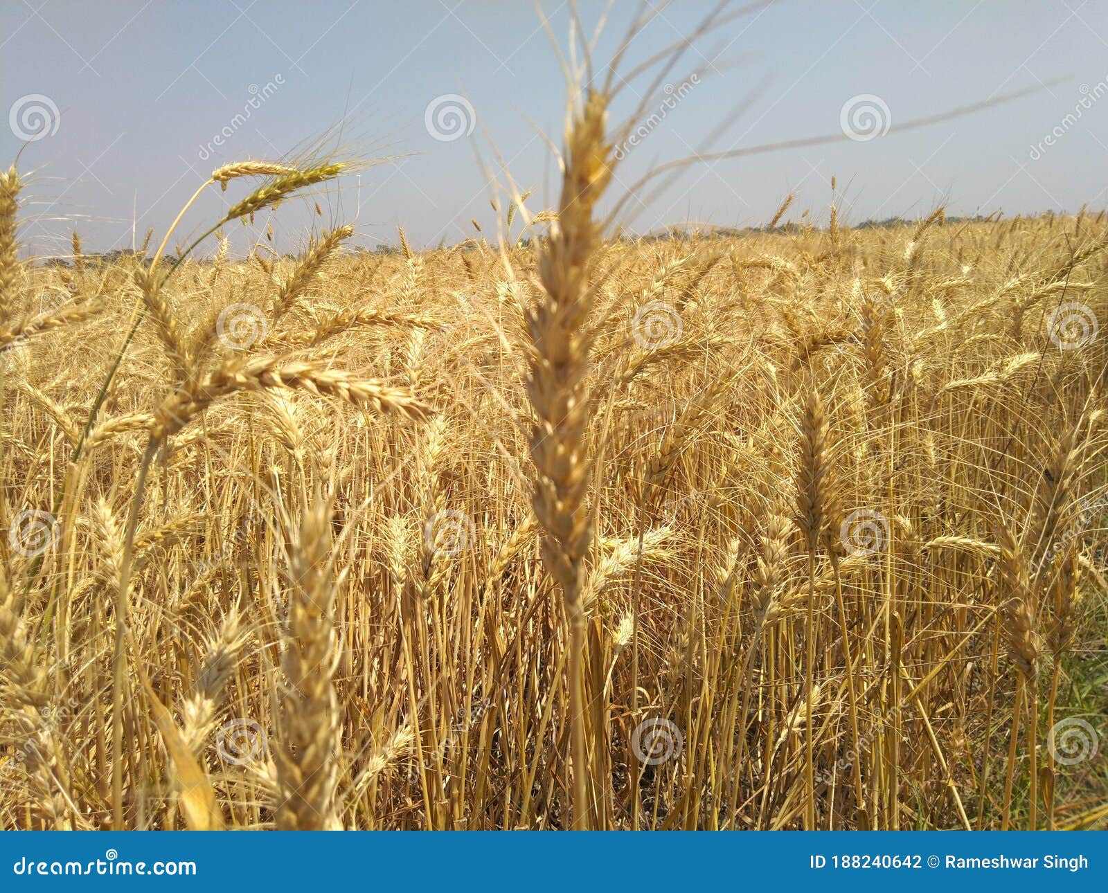 Wheat Field Background Hd Yellow Colour Stock Photo - Image of ...