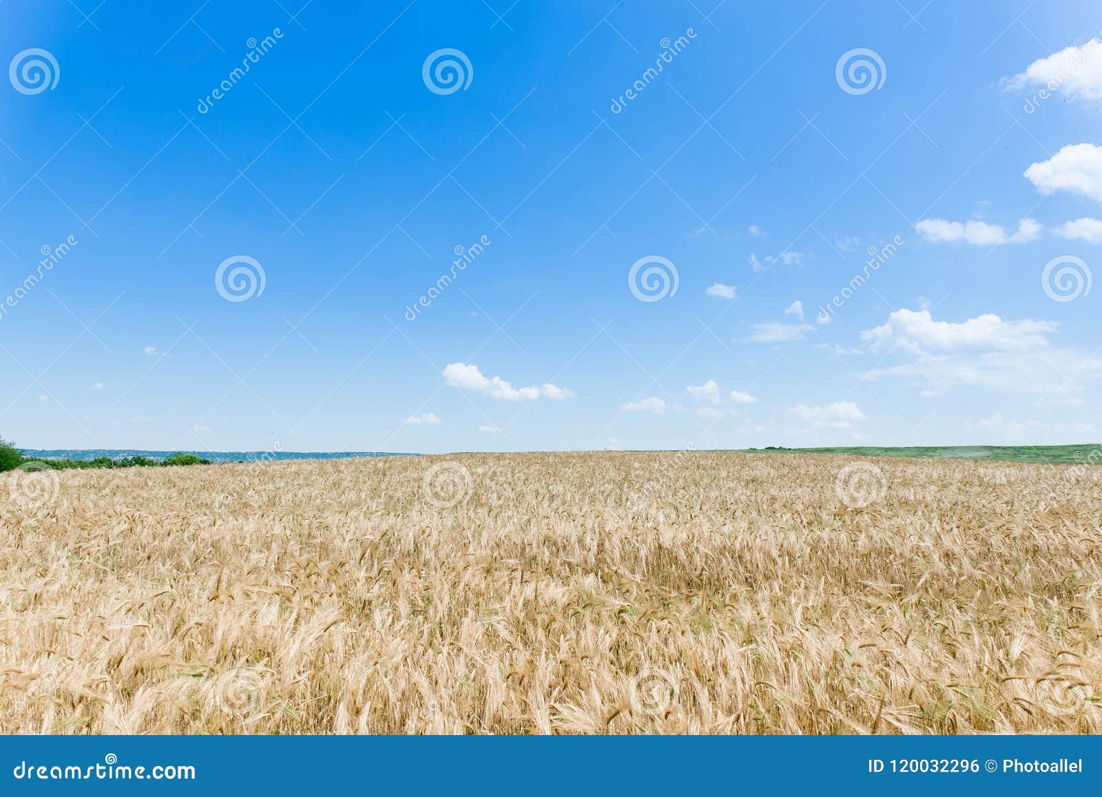 Wheat Field on the Background Stock Photo - Image of grain, gold: 120032296