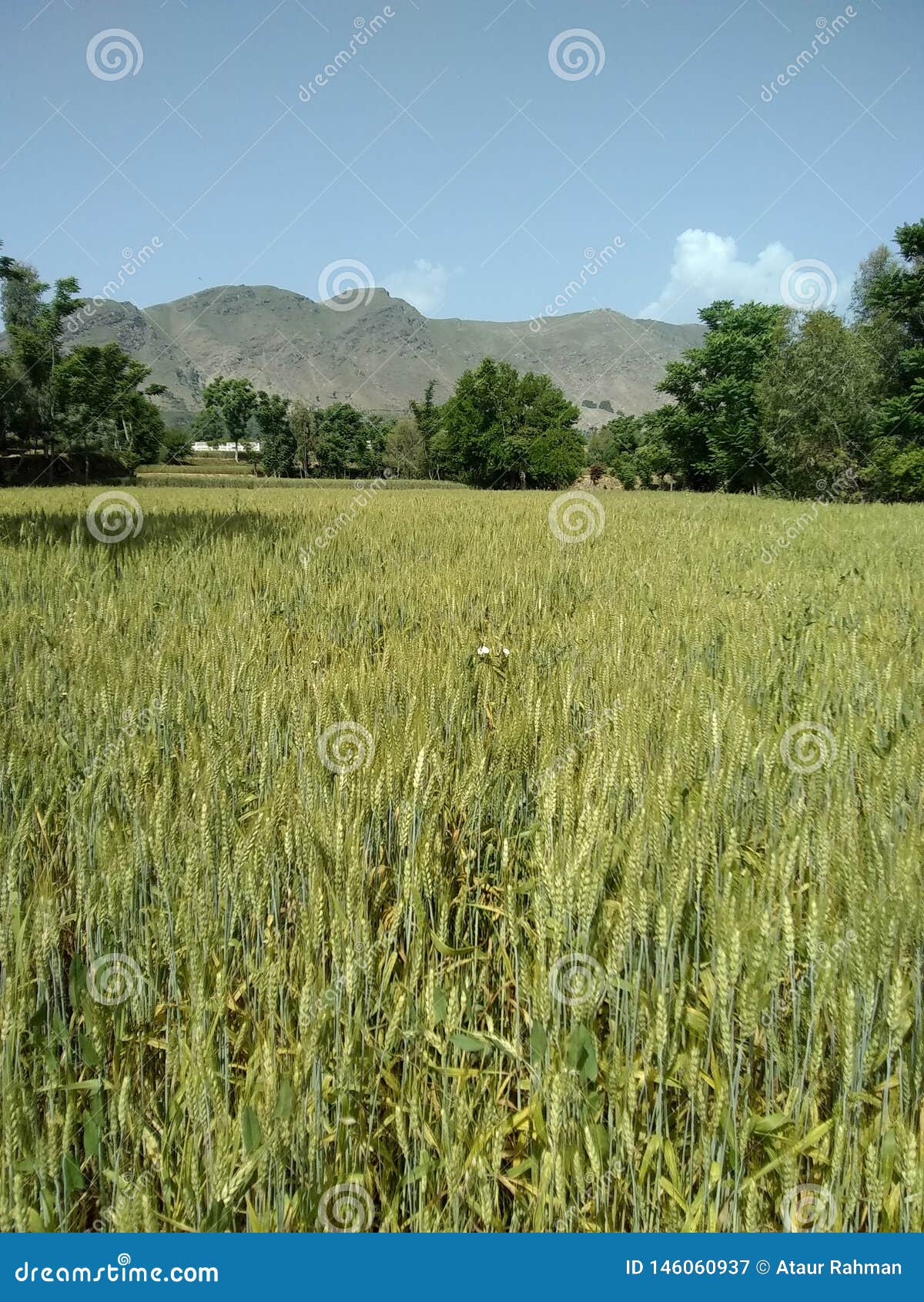 Bajaur Stock Photos - Free & Royalty-Free Stock Photos from Dreamstime