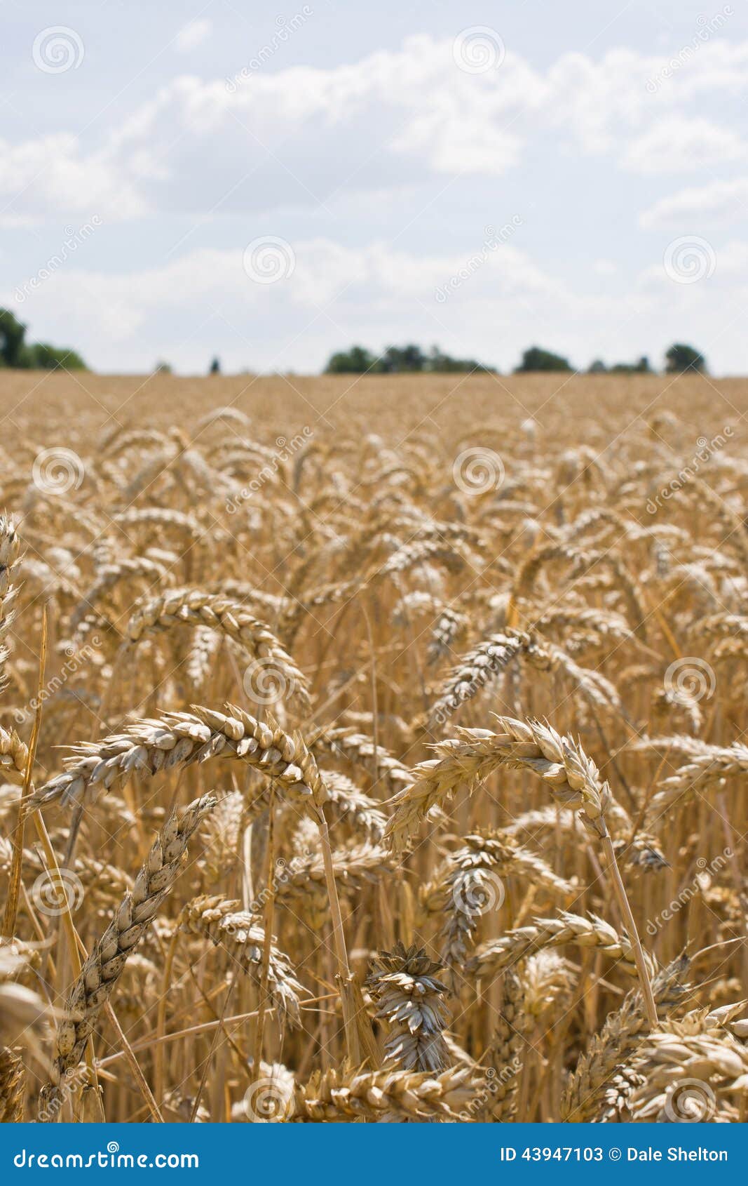 Wheat in the field. stock image. Image of head, farm - 43947103