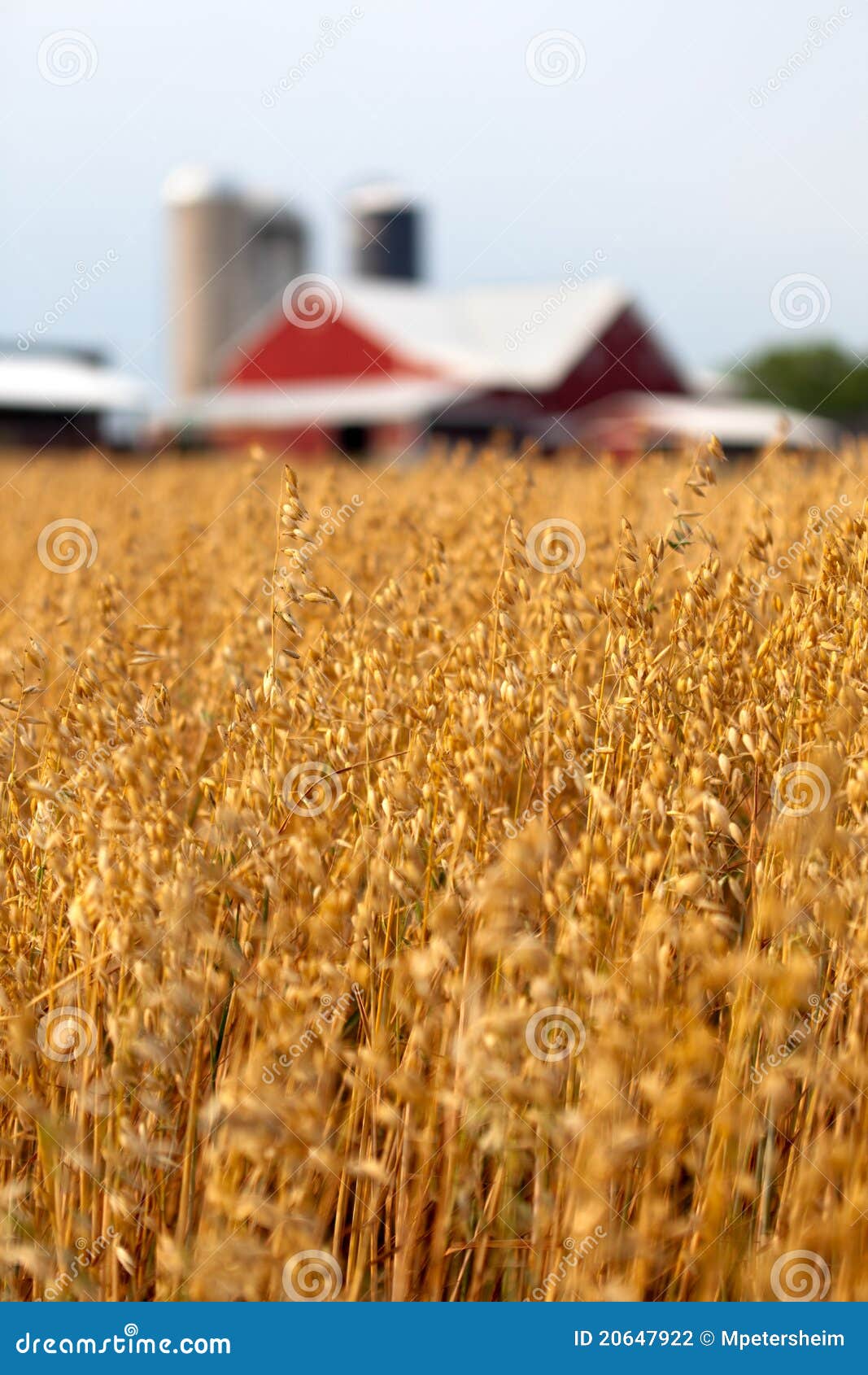 Wheat field and barn stock photo. Image of harvest, sativa - 20647922