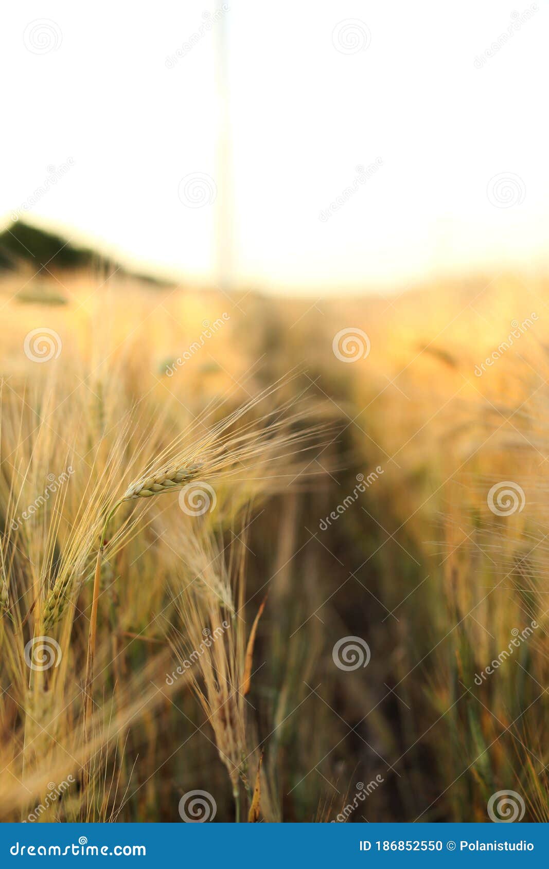 Wheat Field in Beautiful Colors Close-up Stock Photo - Image of cloud ...