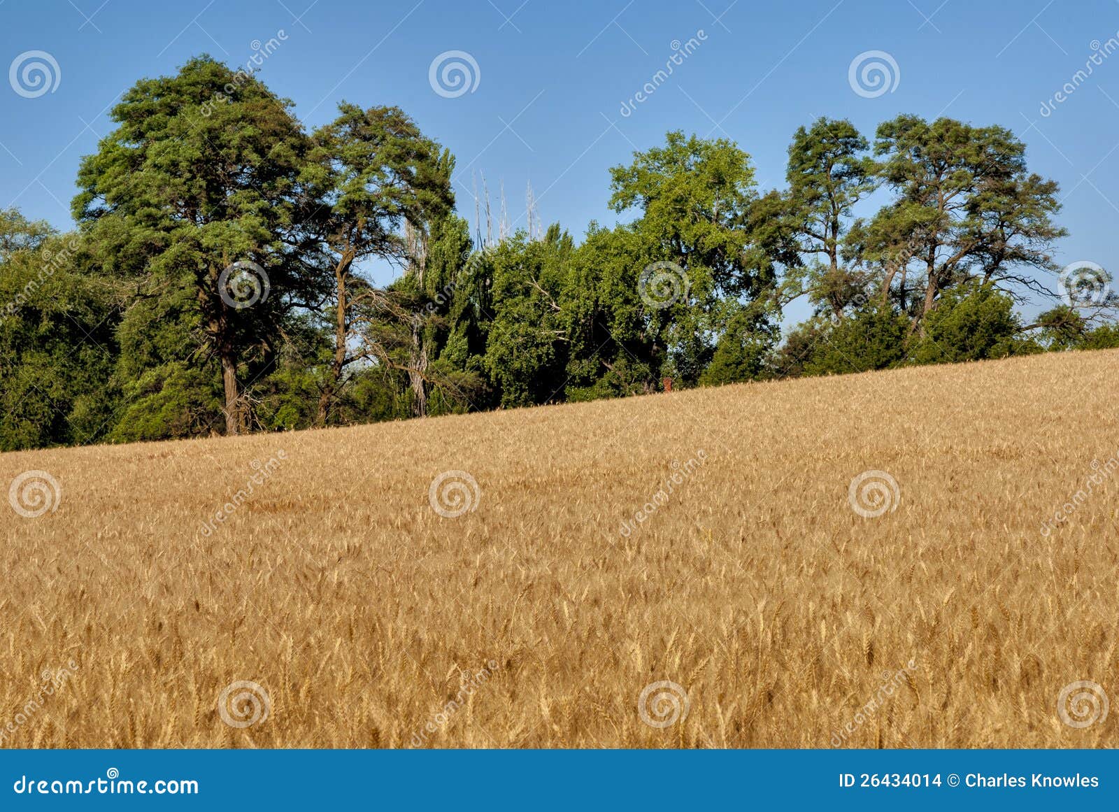 Wheat Field and big tree stock photo. Image of green - 26434014