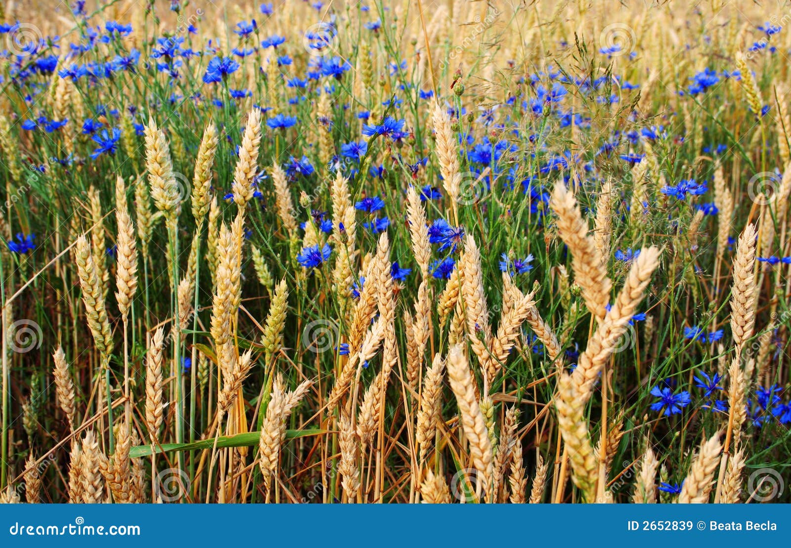 Wheat Field with Blue Flowers Stock Image - Image of outside, afternoon ...