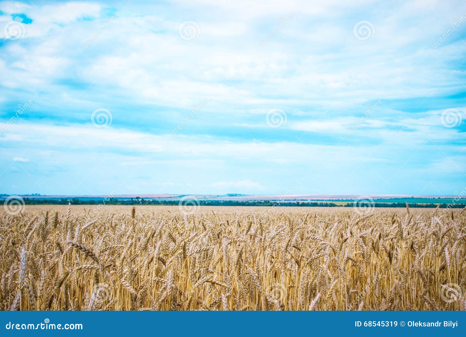 Wheat Field with Blue Sky in Background Stock Image - Image of ...