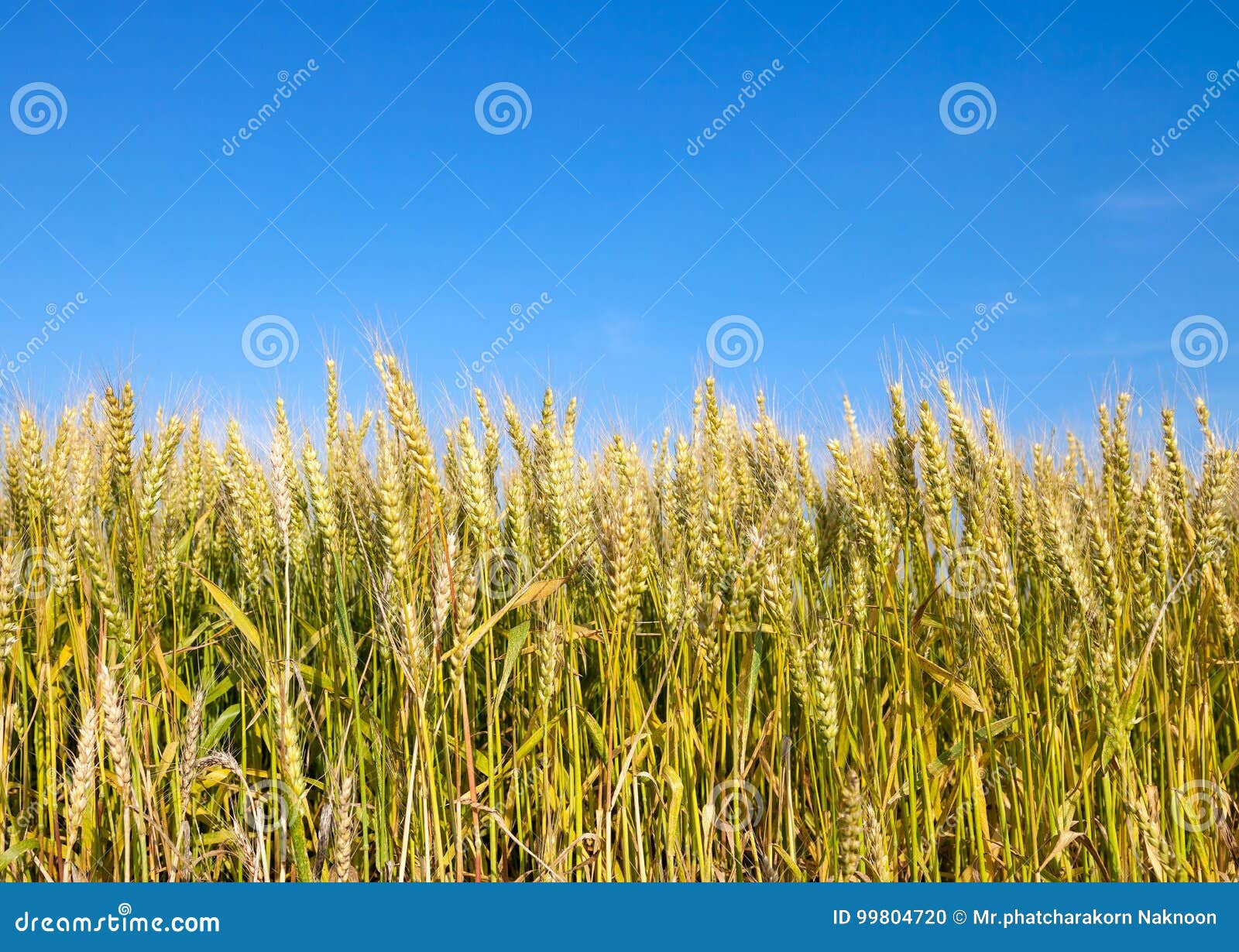 Wheat Field with Blue Sky in Background Stock Photo - Image of ripe ...