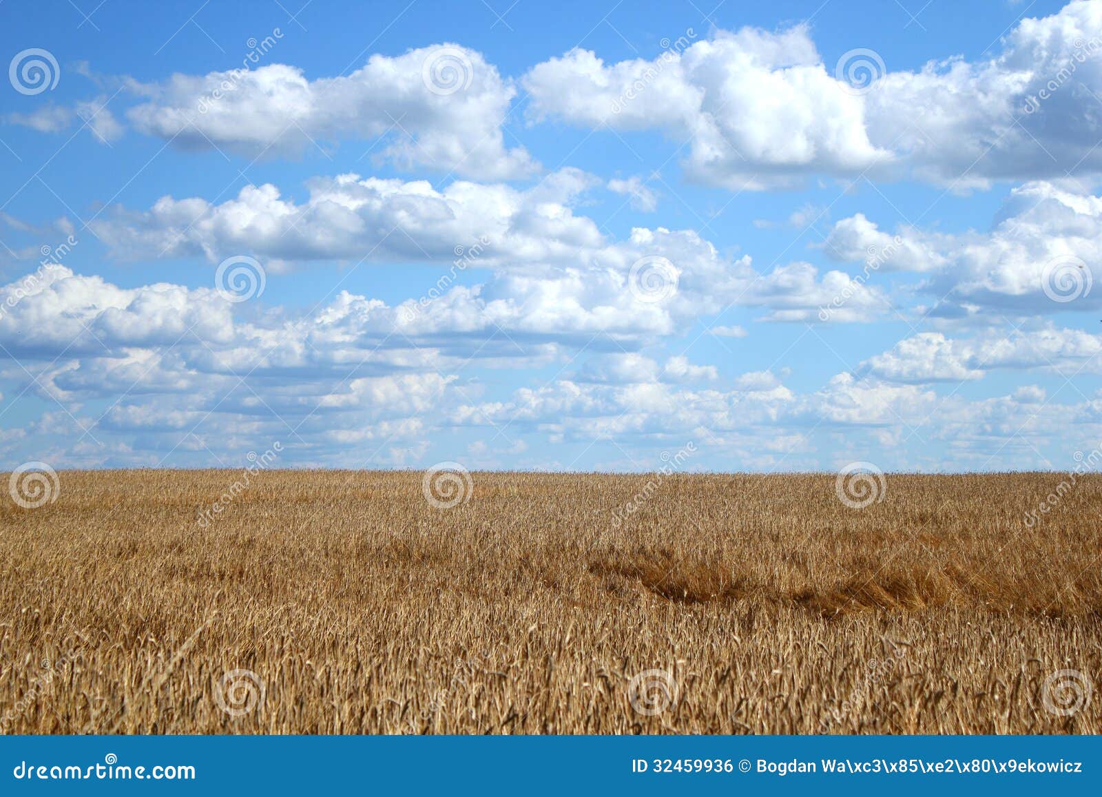 Wheat field stock photo. Image of grass, country, field - 32459936