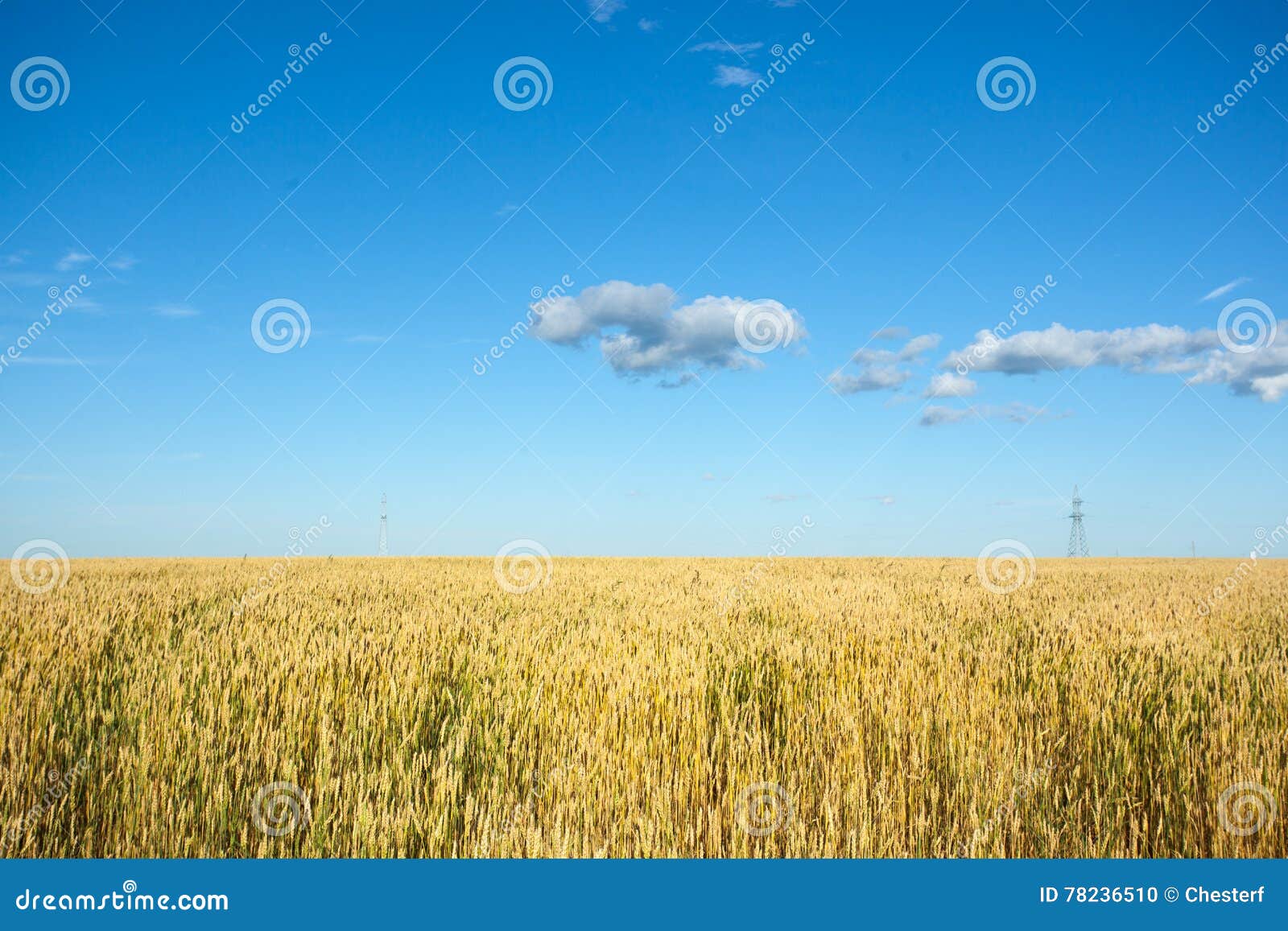 Wheat Field with Blue Sky and Electrical Pole Stock Photo - Image of ...