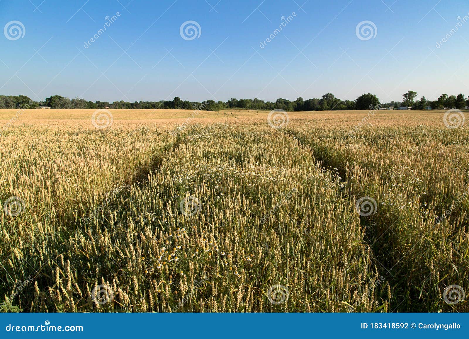 Wheat Field with Blue Sky 1 Stock Photo - Image of agriculture, harvest ...