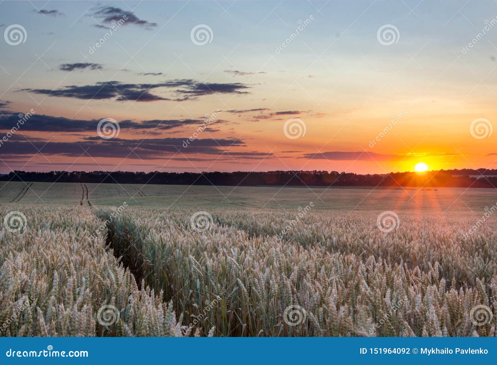 Wheat Field with Blue Sky with Sun and Clouds Against the Backdrop ...