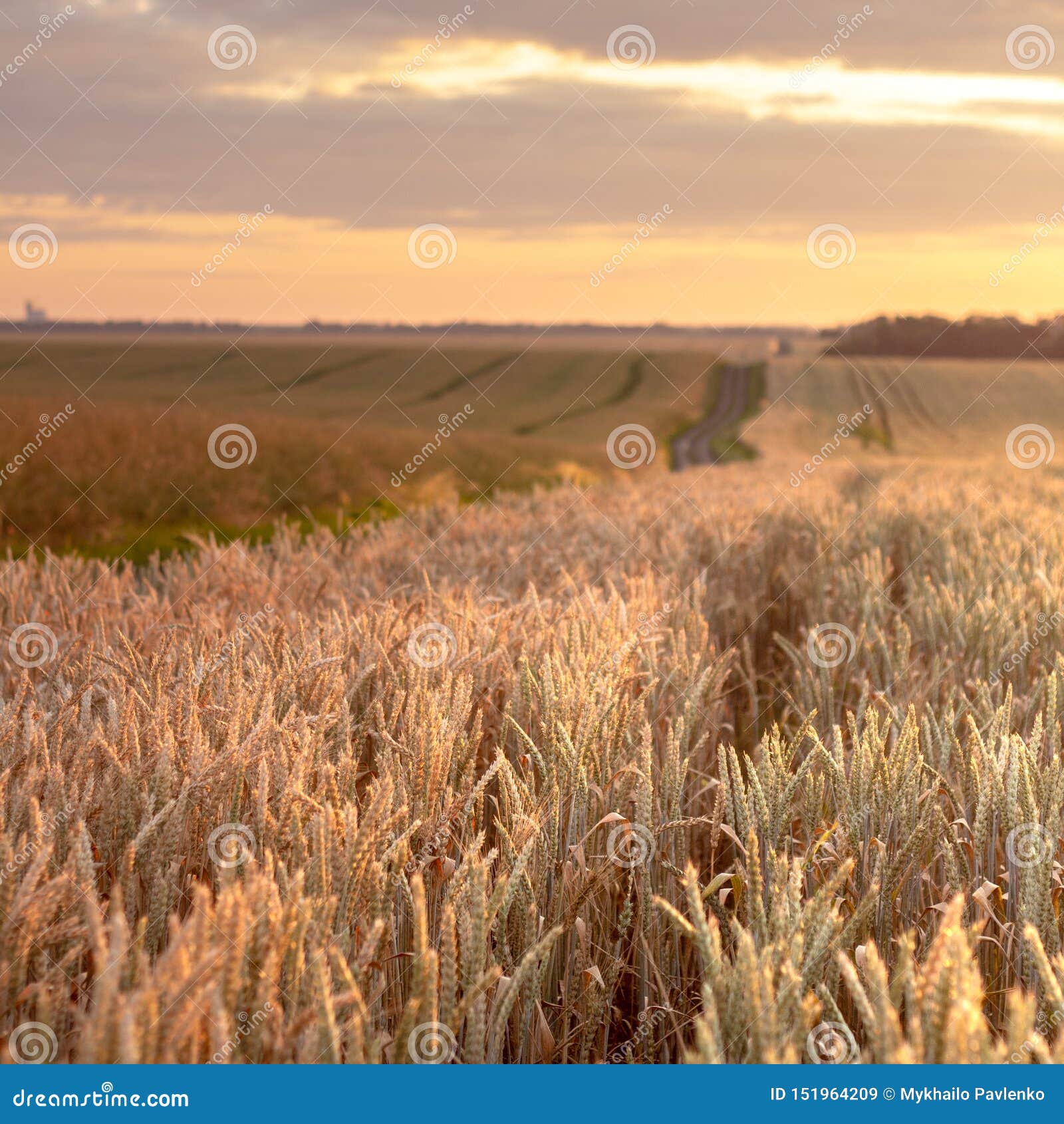 Wheat Field with Blue Sky with Sun and Clouds Against the Backdrop ...