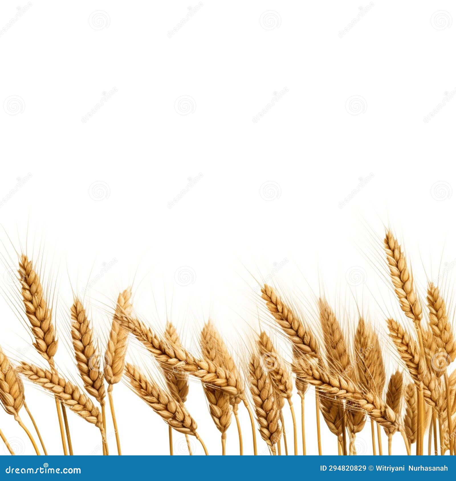 A Wheat Field Border Isolated on White Background. Generative Ai Stock ...