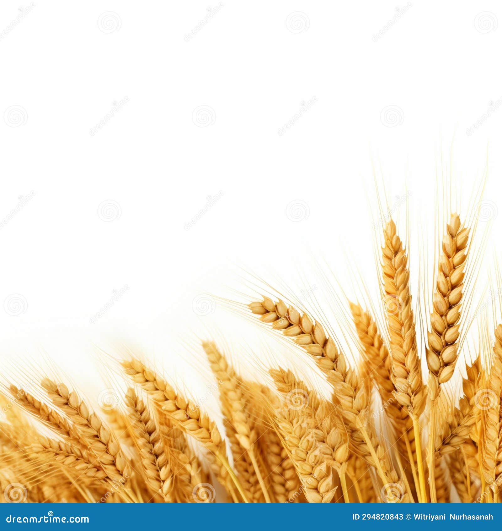 A Wheat Field Border Isolated on White Background. Generative Ai Stock ...