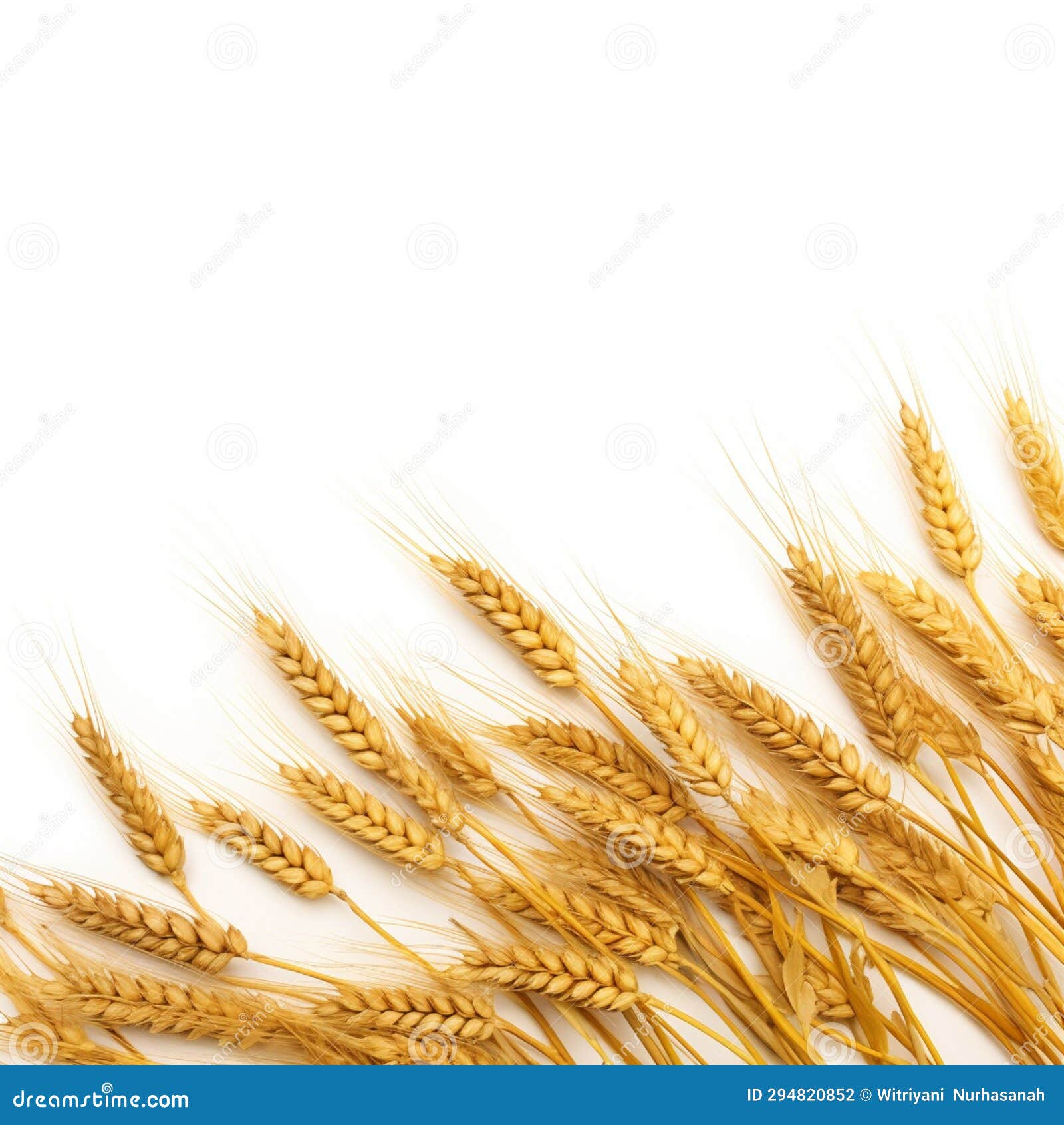 A Wheat Field Border Isolated on White Background. Generative Ai Stock ...