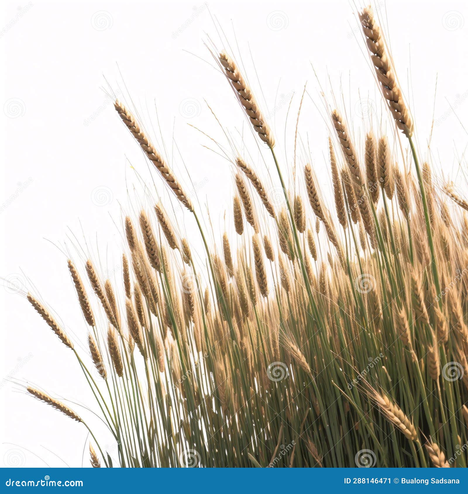 Wheat Field Border is Isolated on a White Background. Stock ...