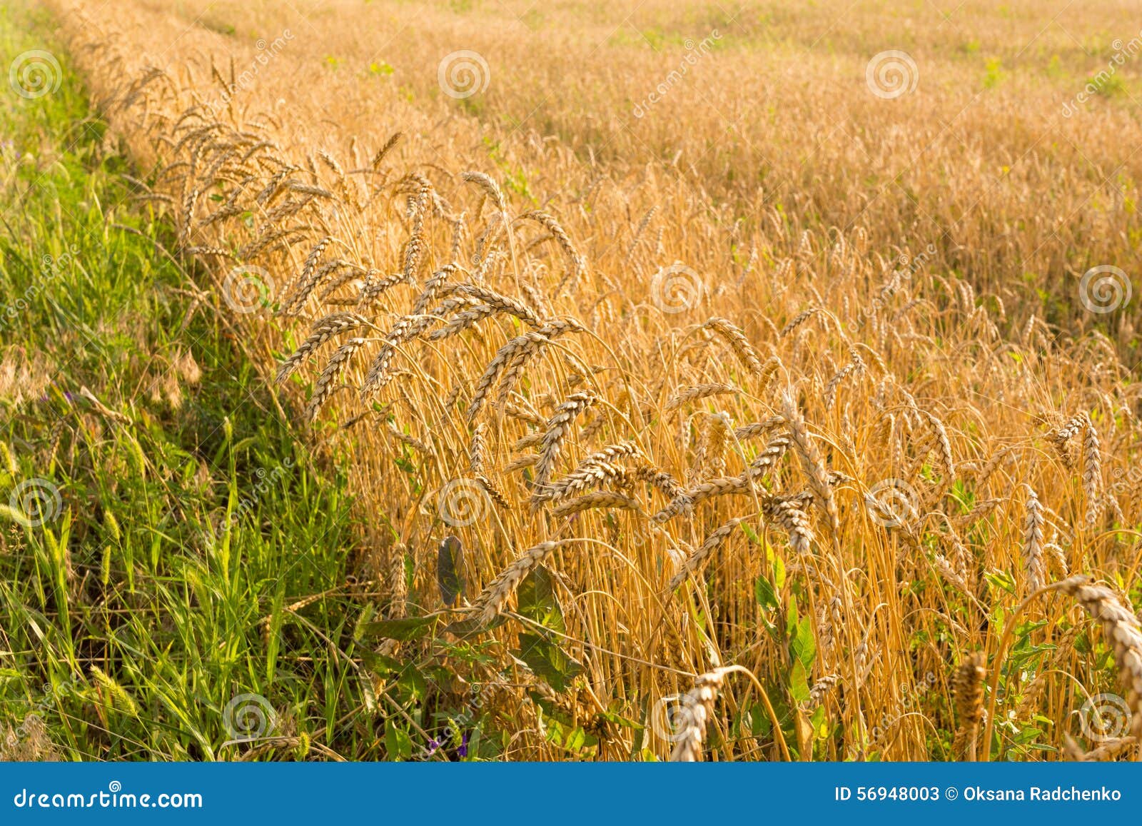 Wheat field border stock image. Image of healthy, leaf - 56948003