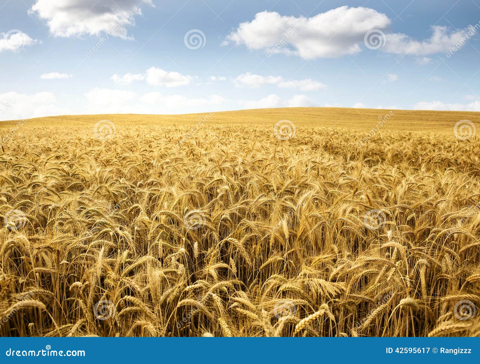 Wheat field stock image. Image of field, nature, farm - 42595617