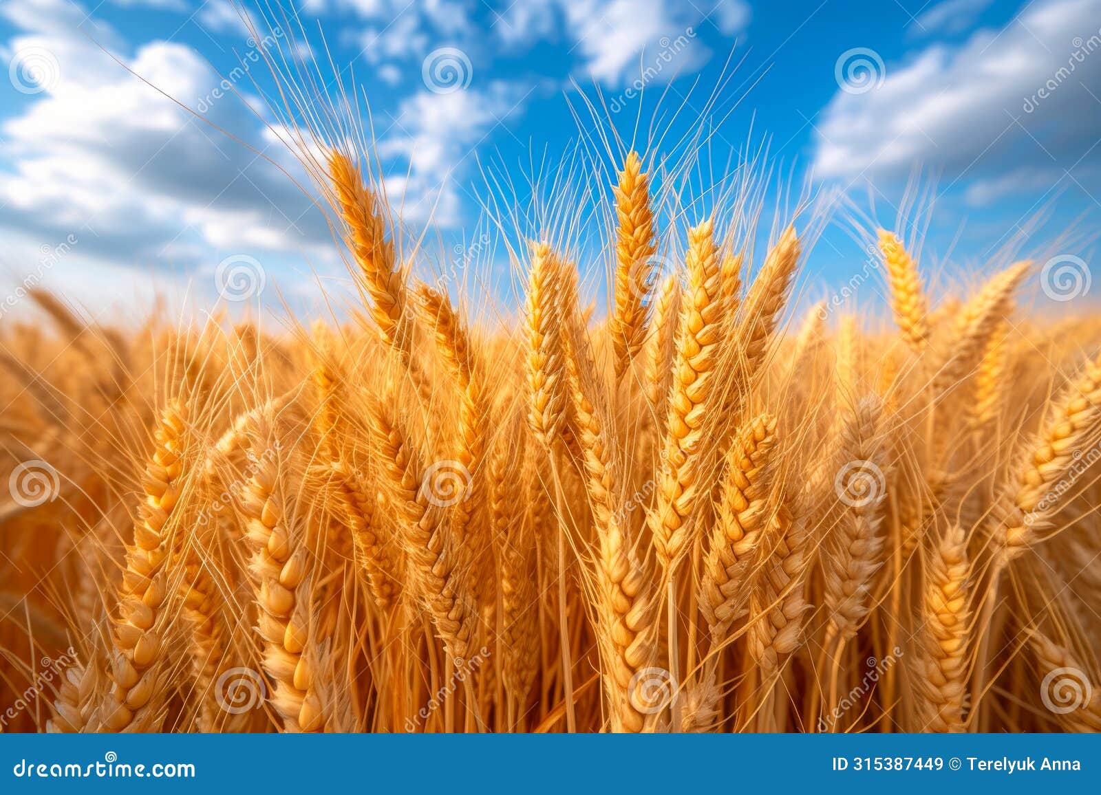Wheat Field on the Bright Sunny Day. Wheat is Good Source of Fiber ...