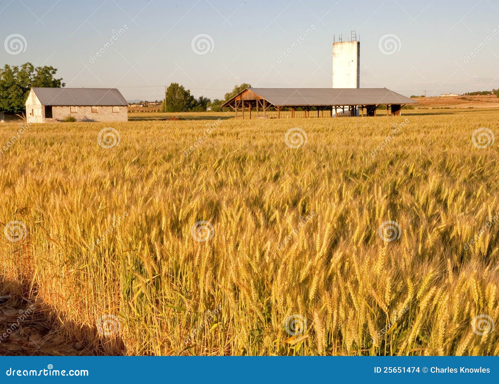 Wheat field and building stock photo. Image of field - 25651474